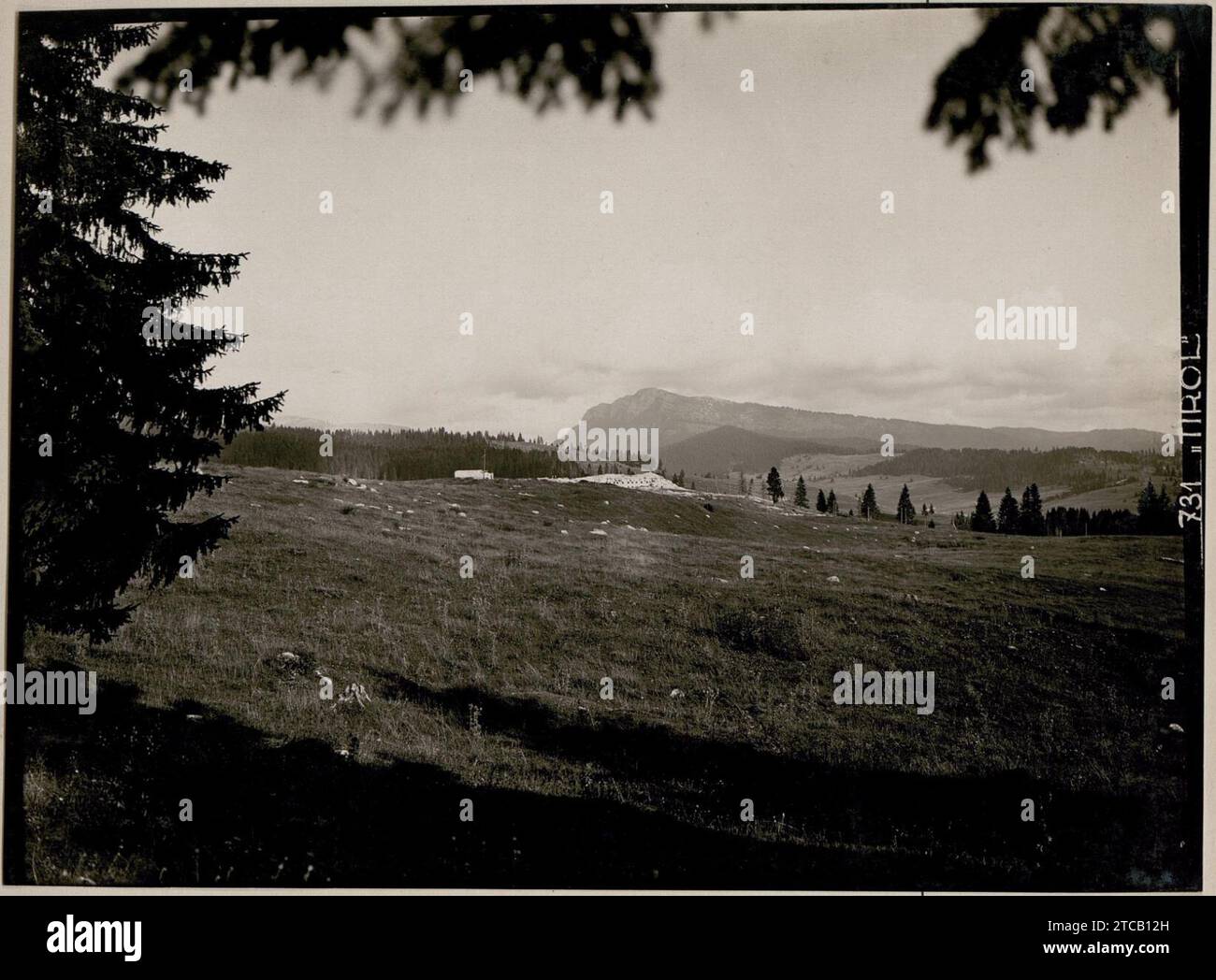 Cima verle hi-res stock photography and images - Alamy