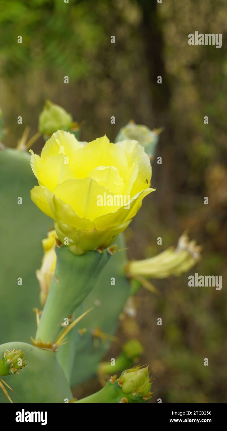 Closeup of beautiful flower of Opuntia stricta also known as Erect ...