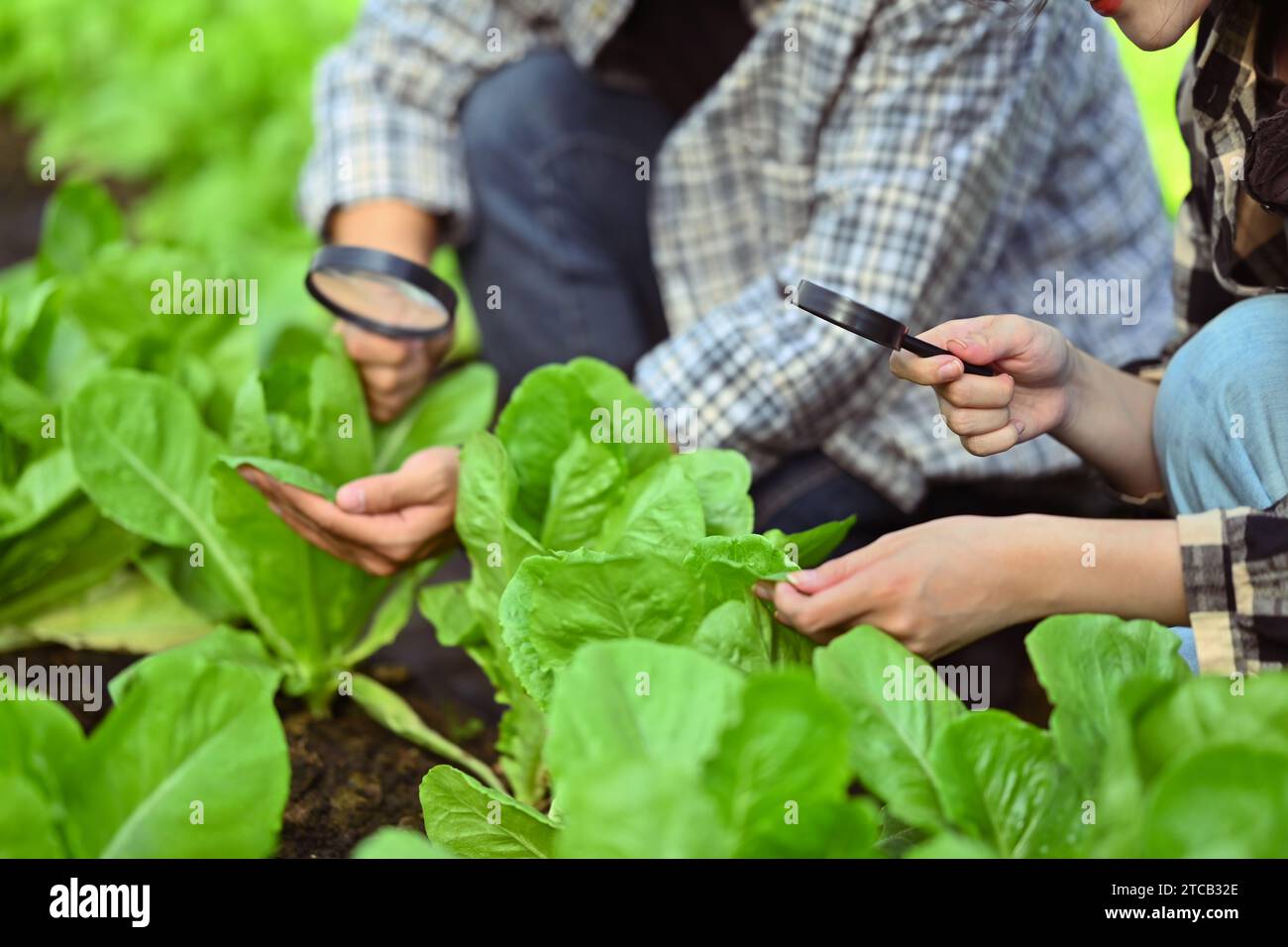 Two young farmers using magnifying glass to inspect plant disease and ...