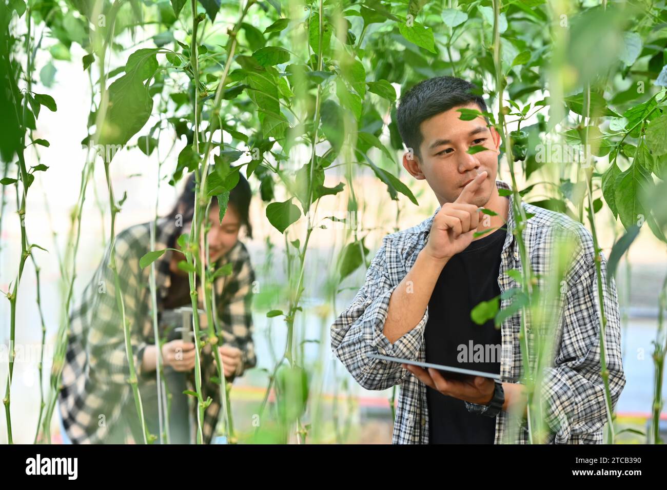 Farmer inspecting growing bell pepper in greenhouse and recording ...