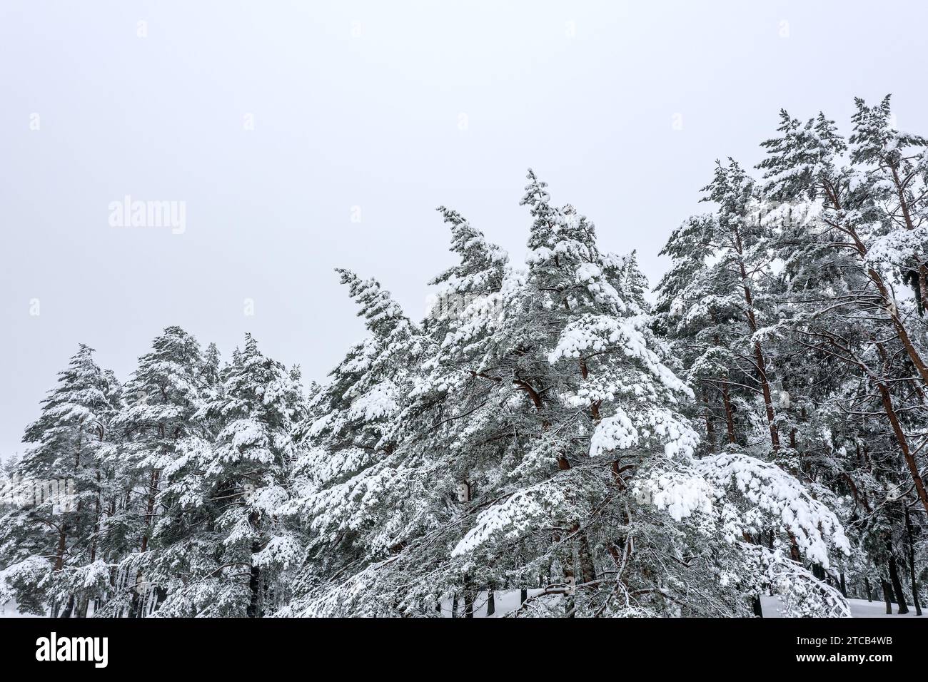 Aerial view snowy forest frozen hi-res stock photography and images - Alamy