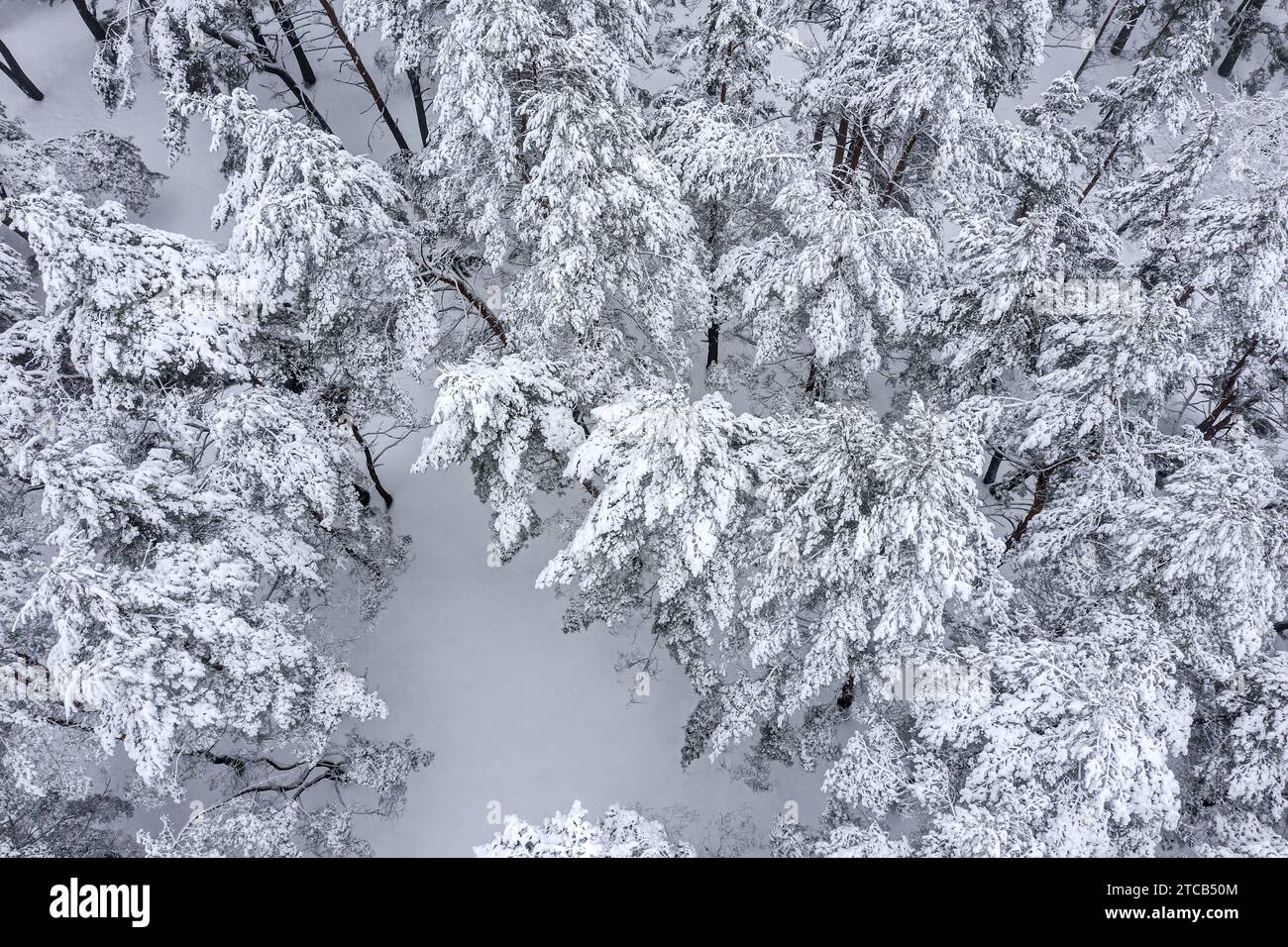 white winter forest with snow-covered fir trees and ground. aerial ...