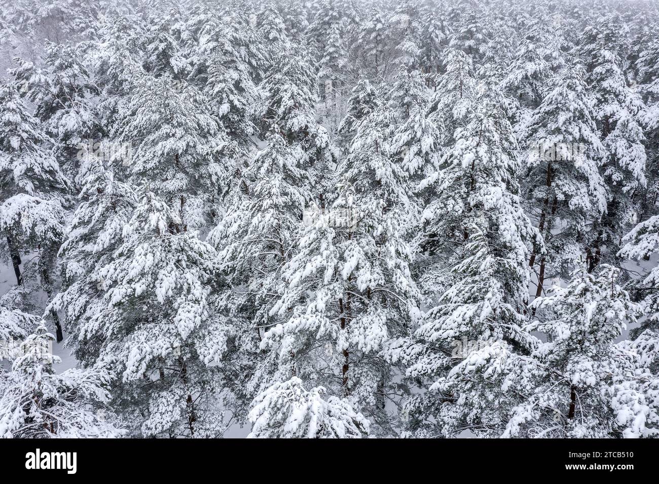 snow-covered fir trees in the winter forest. white snowy forest. aerial ...