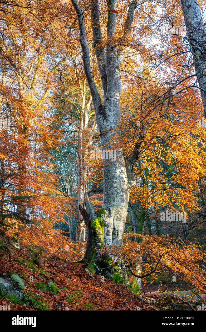 Canopy leap hi-res stock photography and images - Alamy