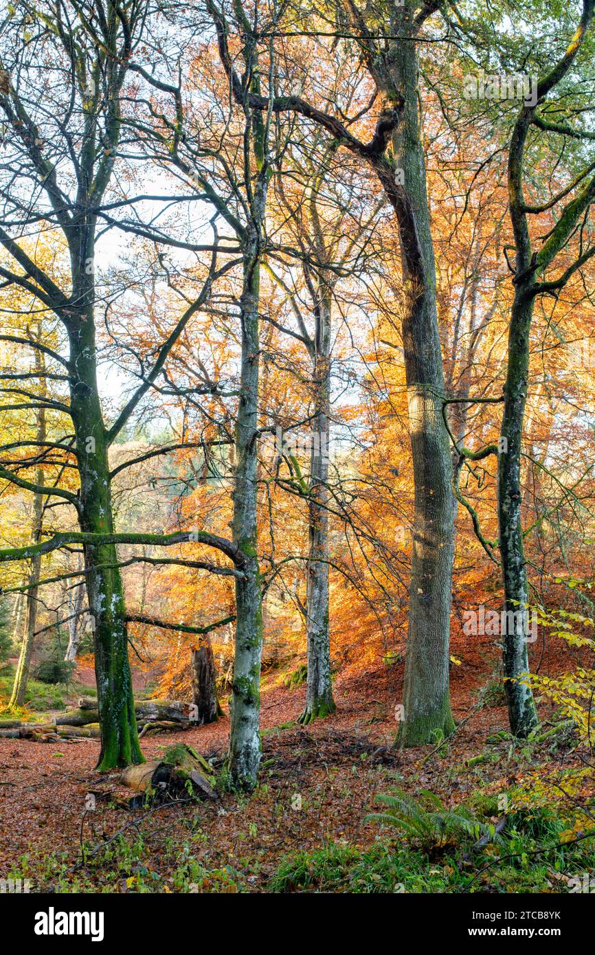 Canopy leap hi-res stock photography and images - Alamy