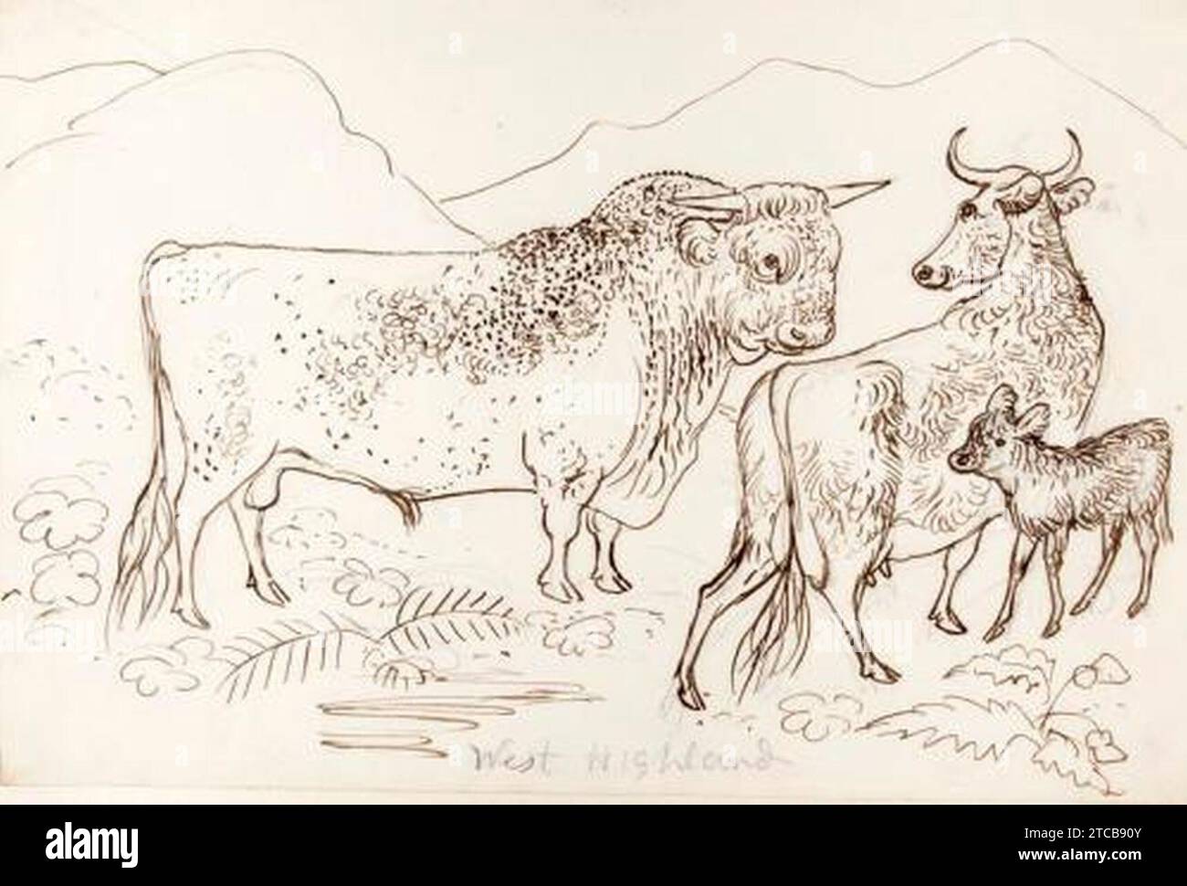 West Highland Cattle - James Howe Stock Photo - Alamy