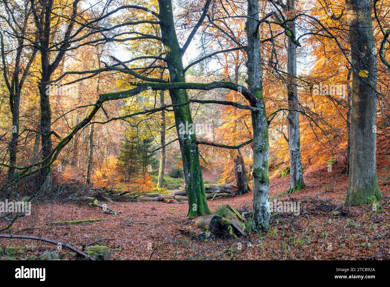 Autumn beech trees at Randolph's Leap. Morayshire, Scotland Stock Photo ...