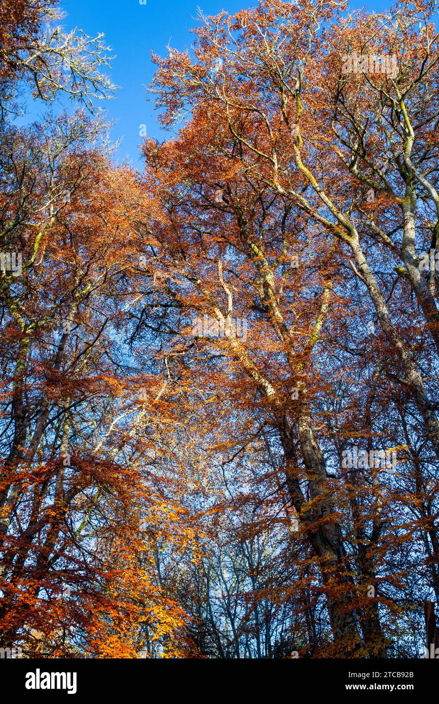 Canopy leap hi-res stock photography and images - Alamy