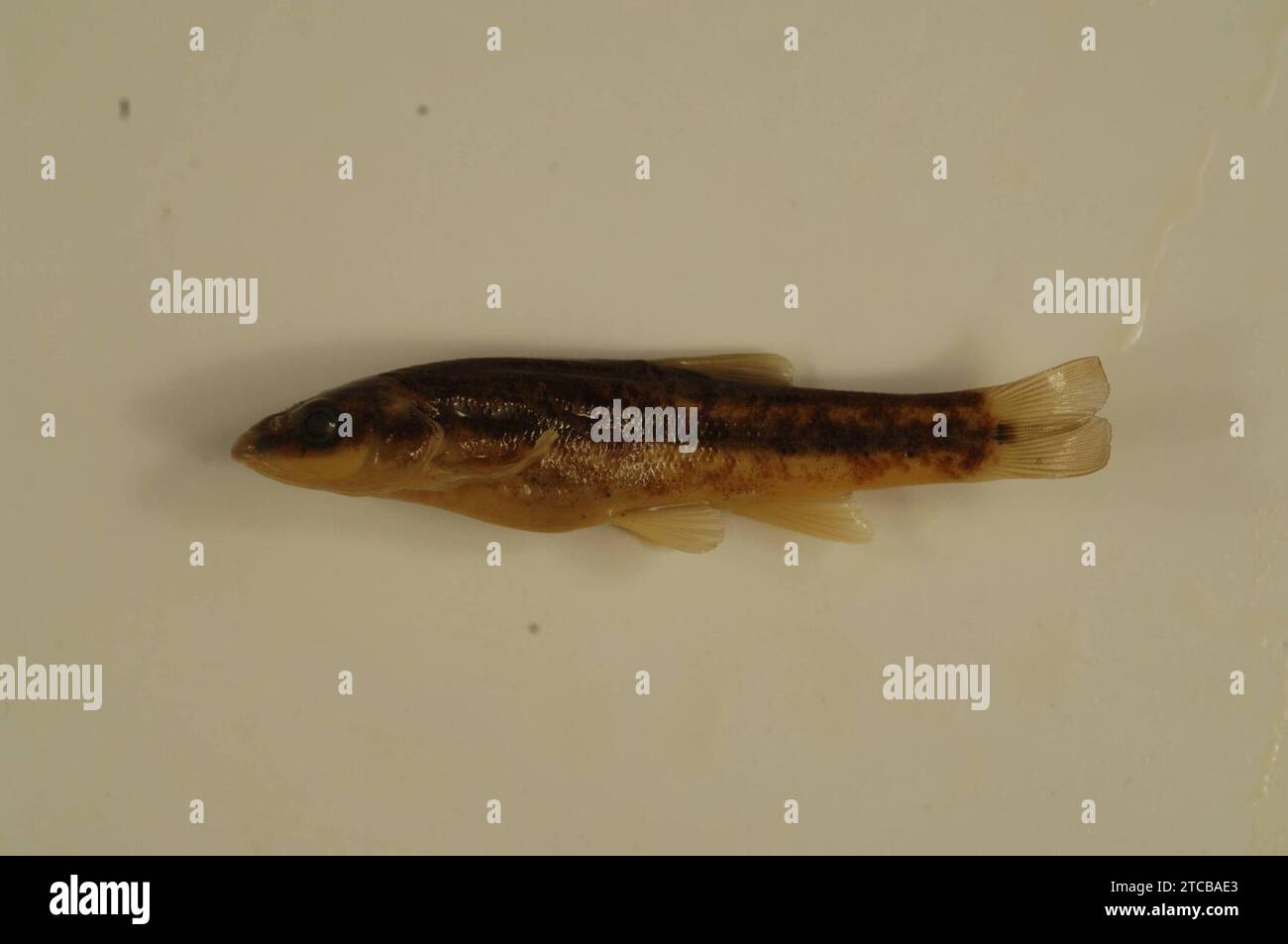 Blacknose dace hi-res stock photography and images - Alamy