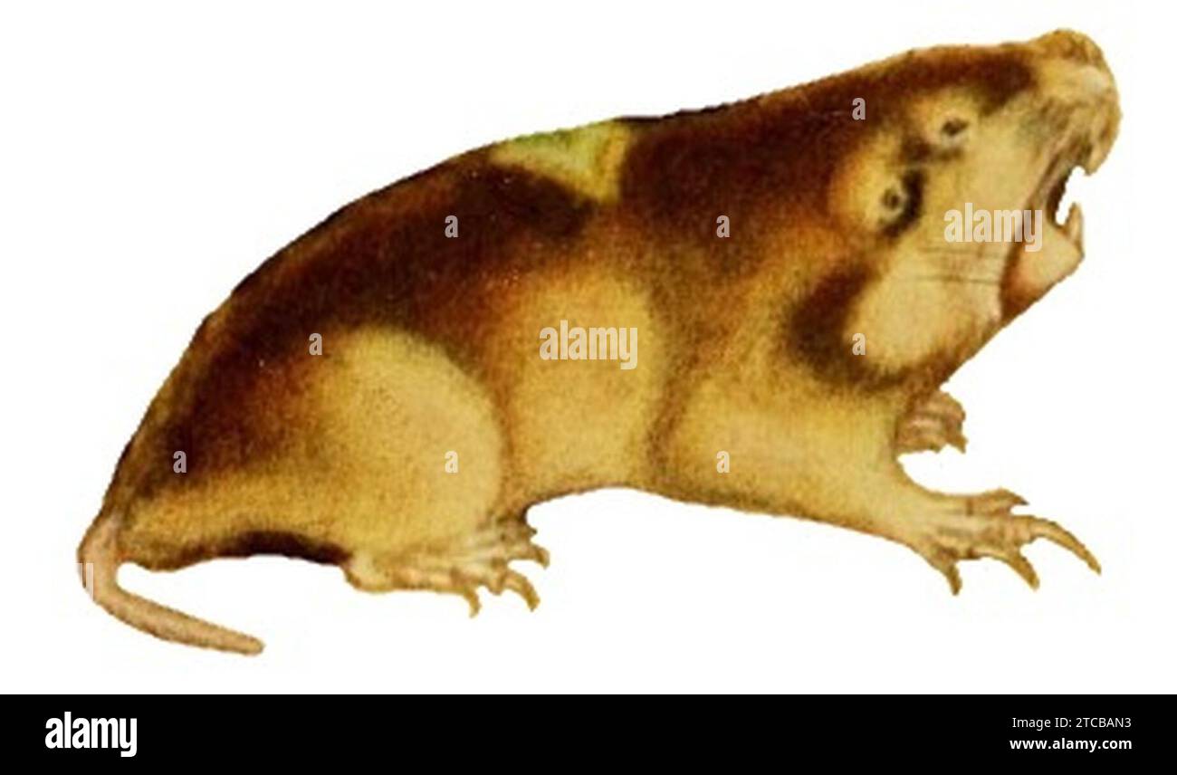Western pocket gopher Stock Photo - Alamy
