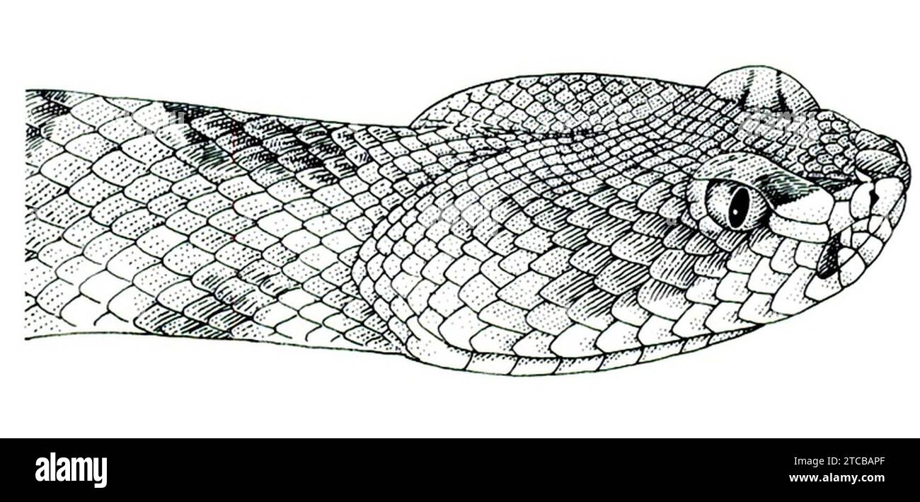 Western Rattlesnake (Crotalus oreganus) illustration Stock Photo - Alamy