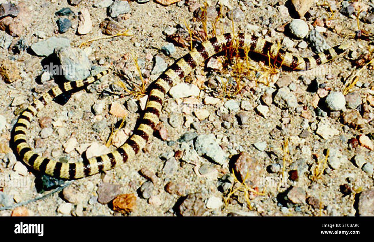 Western shovel-nosed snake at the Nevada Test Site Stock Photo - Alamy