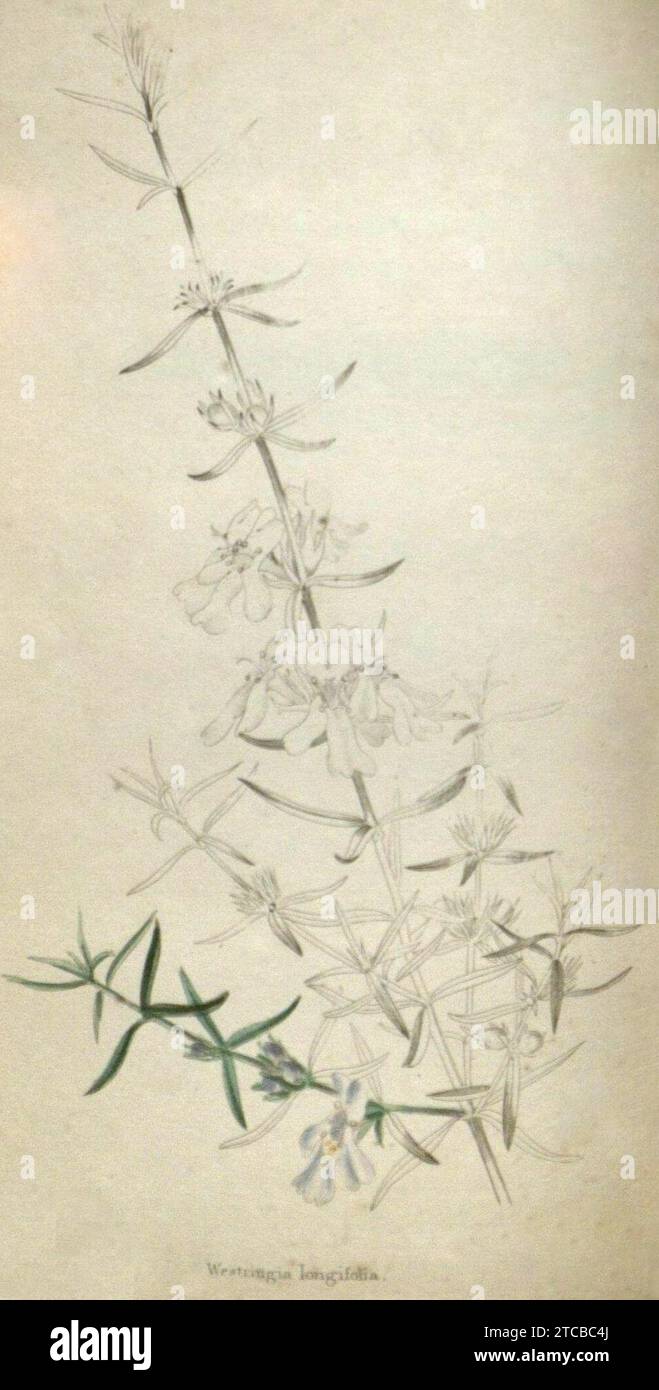 Westringia eremicola hi-res stock photography and images - Alamy