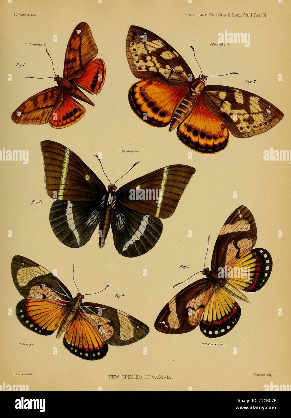 Castnia hi-res stock photography and images - Alamy