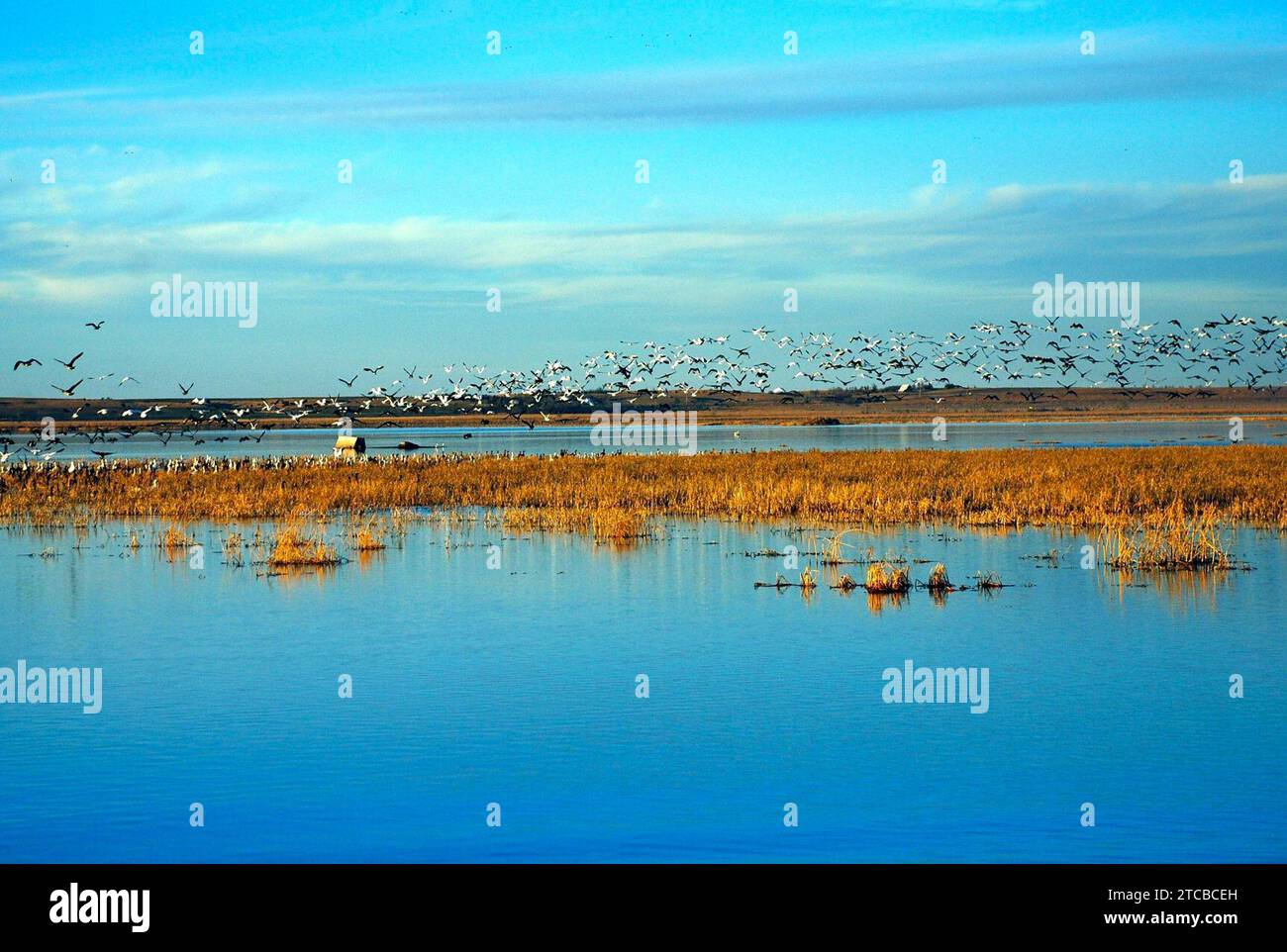 Wetlands and Wildlife Scenic Byway - Birds Flock over the Cheyenne ...
