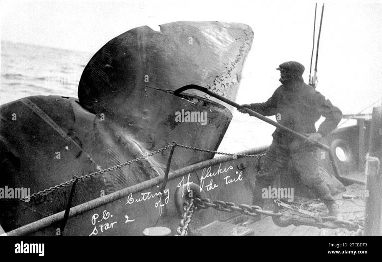 Whaler cutting the tail of a whale aboard the killer boat Star 2 ...