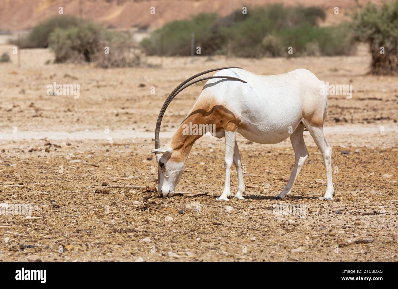 Arabian oryx reintroduction hi-res stock photography and images - Alamy