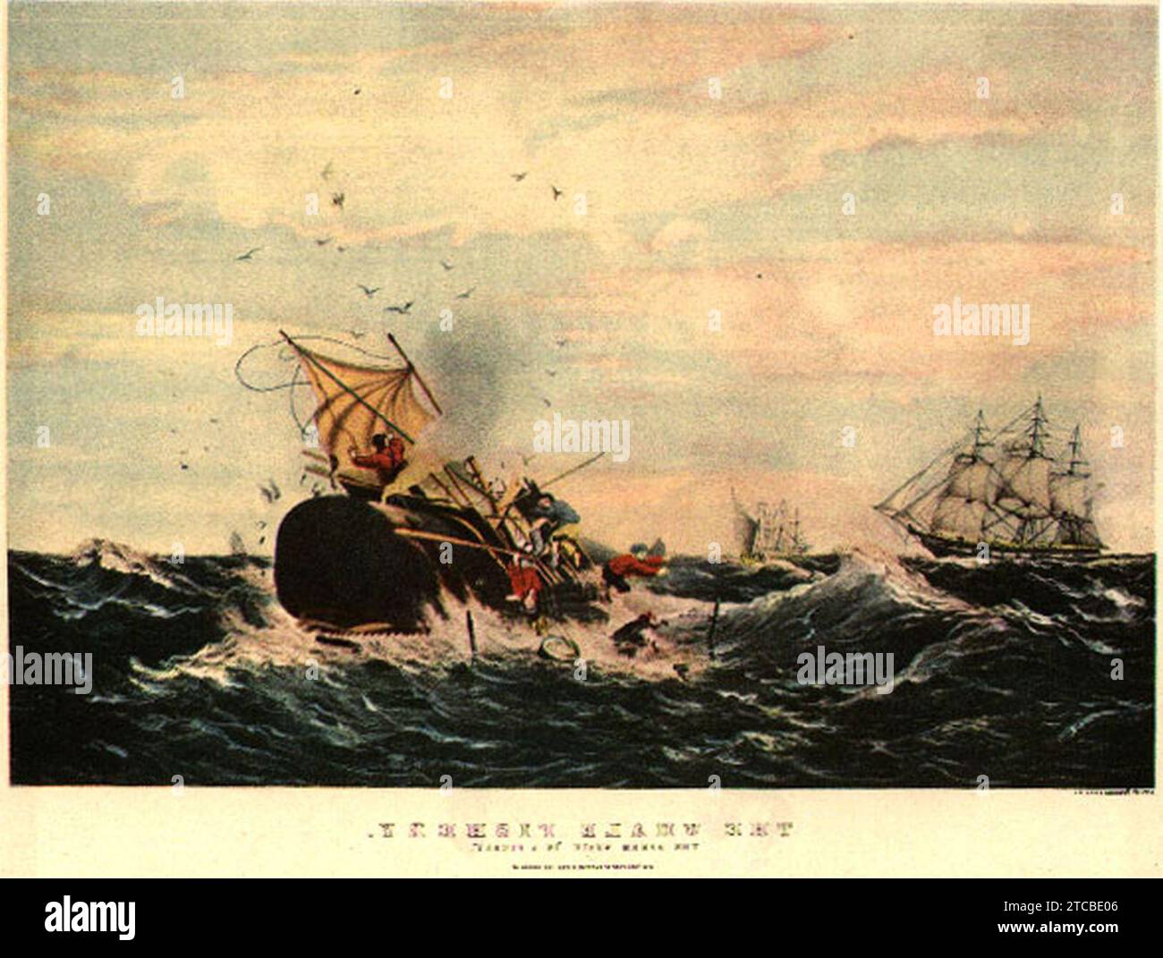 Whaling of sperm whale Stock Photo - Alamy