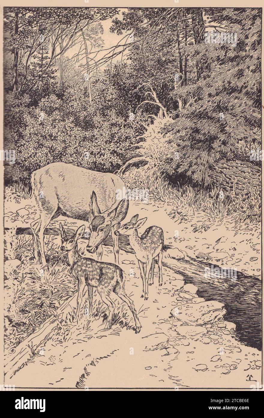 What fhe Fawns Must Know (Rodney Thompson Stock Photo - Alamy