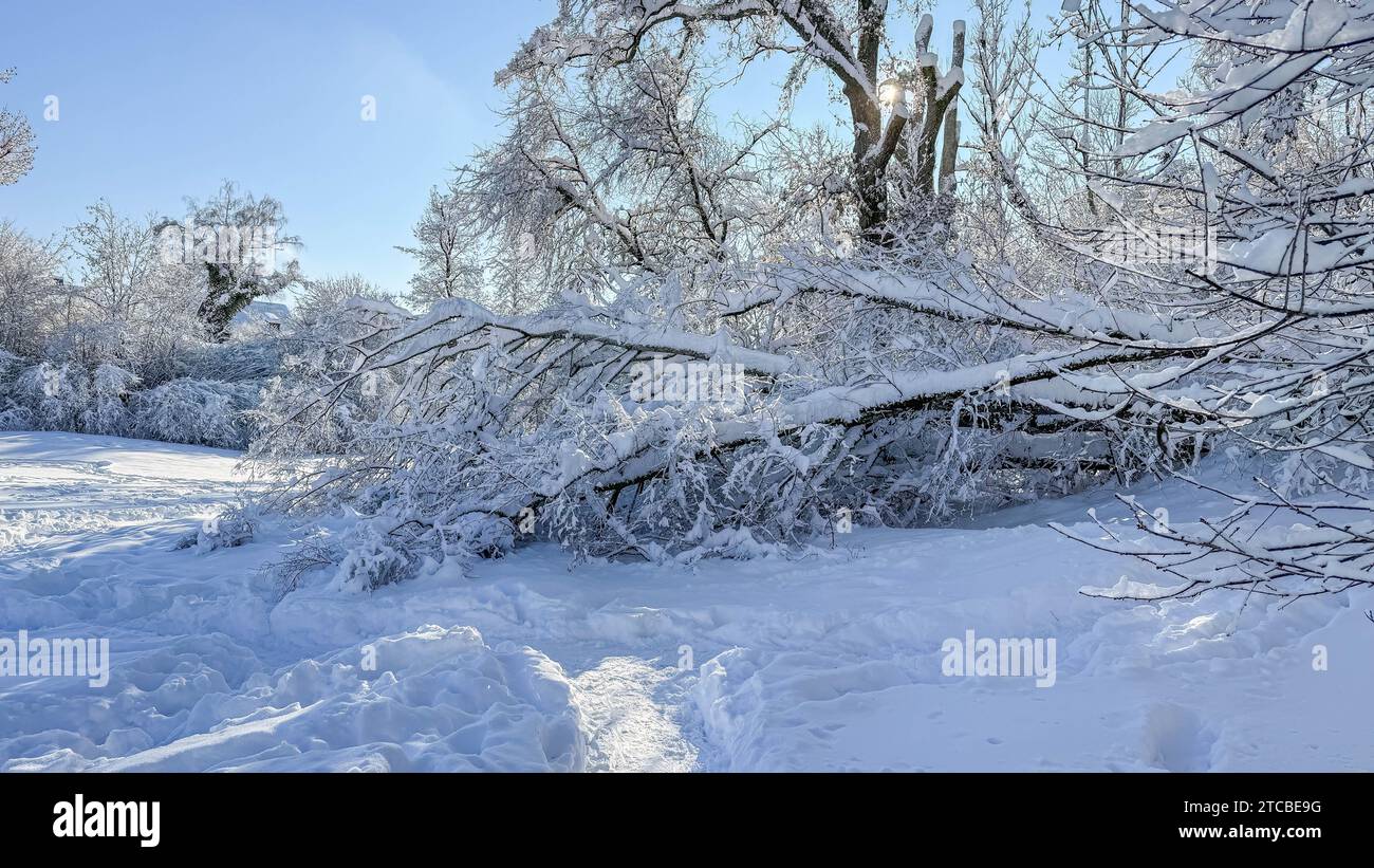 Fallen tree fully covered by the snow, caused by a heavy snowfall Stock ...