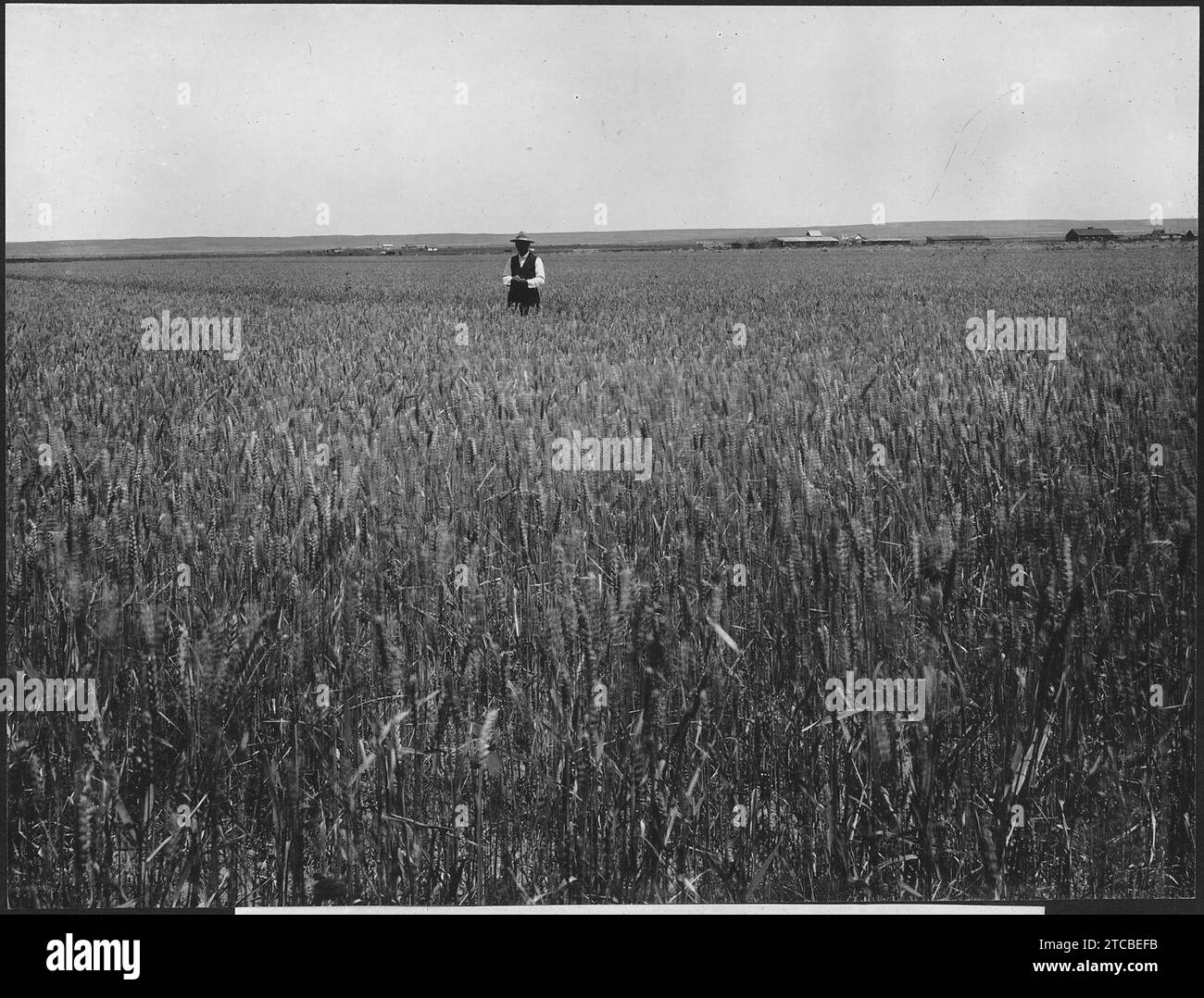 Wheat crop on Dr. Blackburn's ranch near Mitchell, Nebraska Stock Photo ...