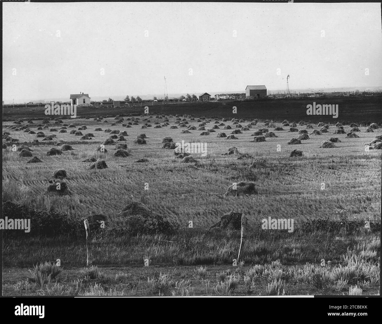Wheat field in shock hi-res stock photography and images - Alamy