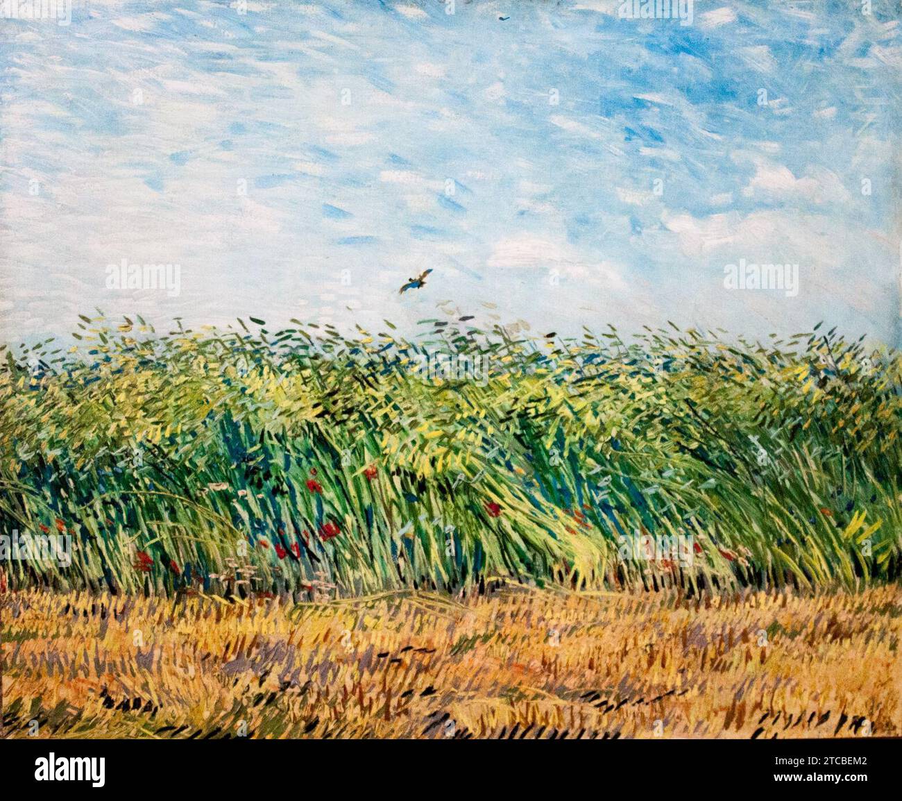 Wheatfield vintage hi-res stock photography and images - Alamy