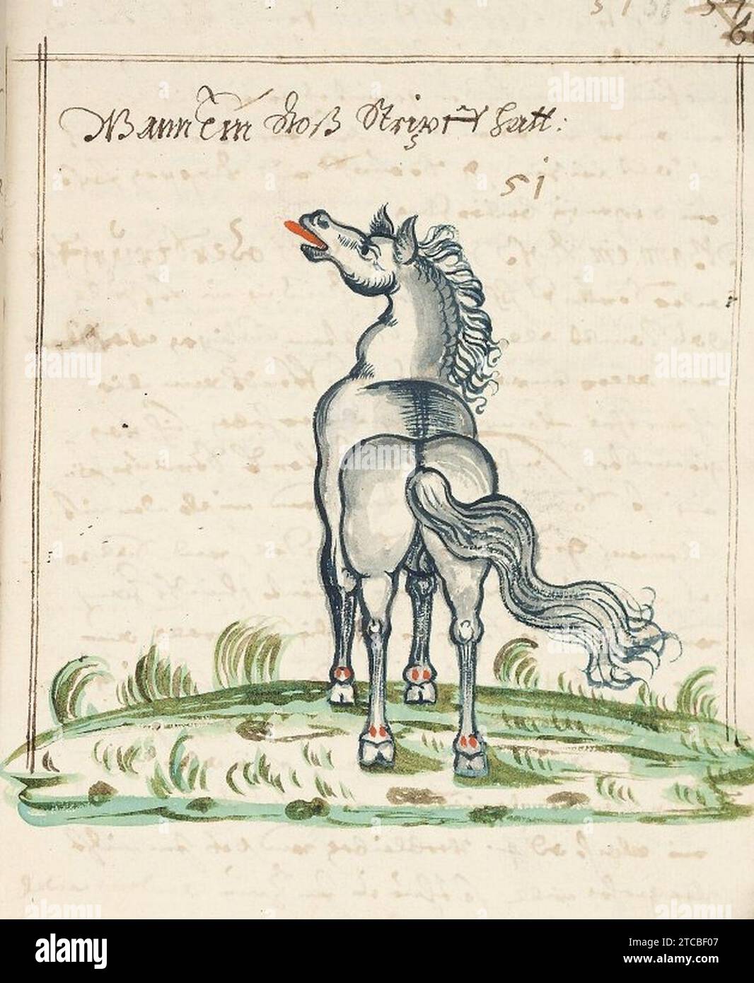 When a horse has scratches (fungal and bacterial dermatitis of the ...