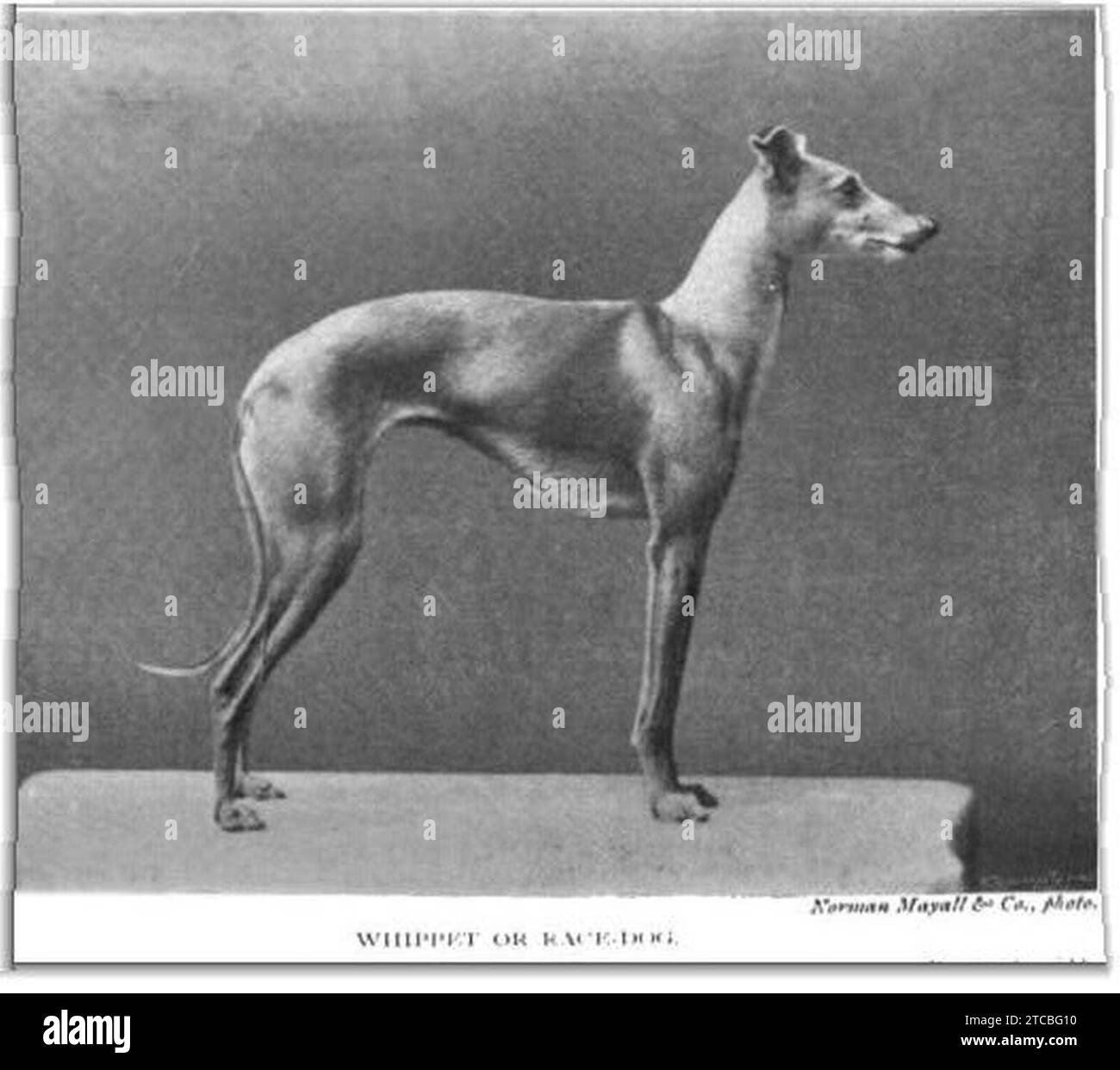 Whippet circa 1904 Stock Photo - Alamy