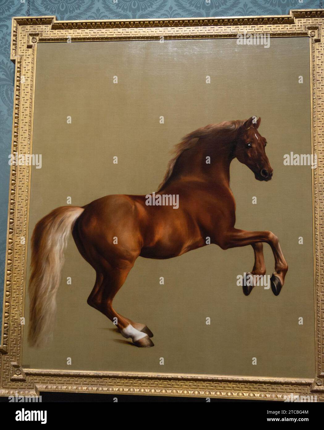 Whistlejacket hi-res stock photography and images - Alamy