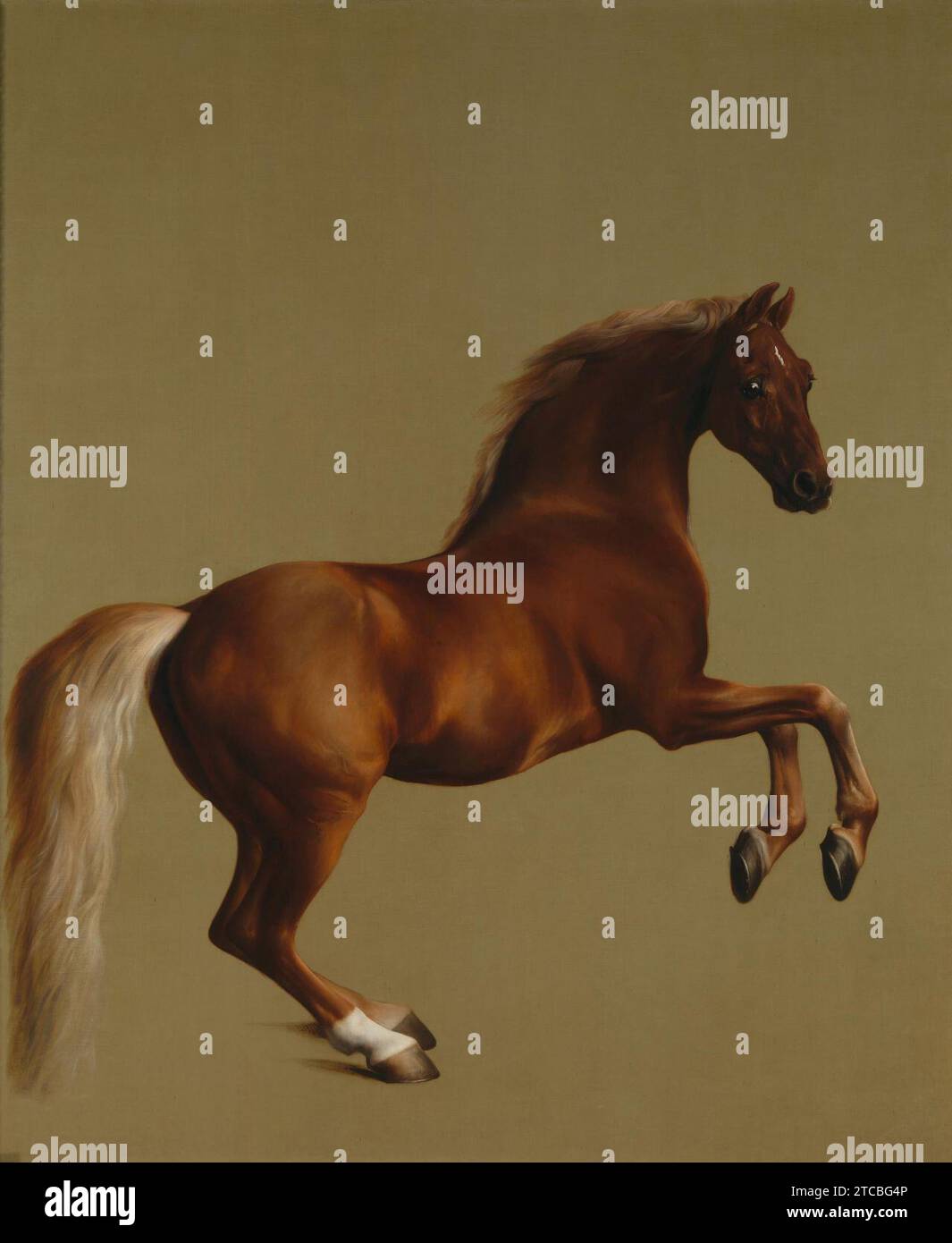 George stubbs whistlejacket hi-res stock photography and images - Alamy