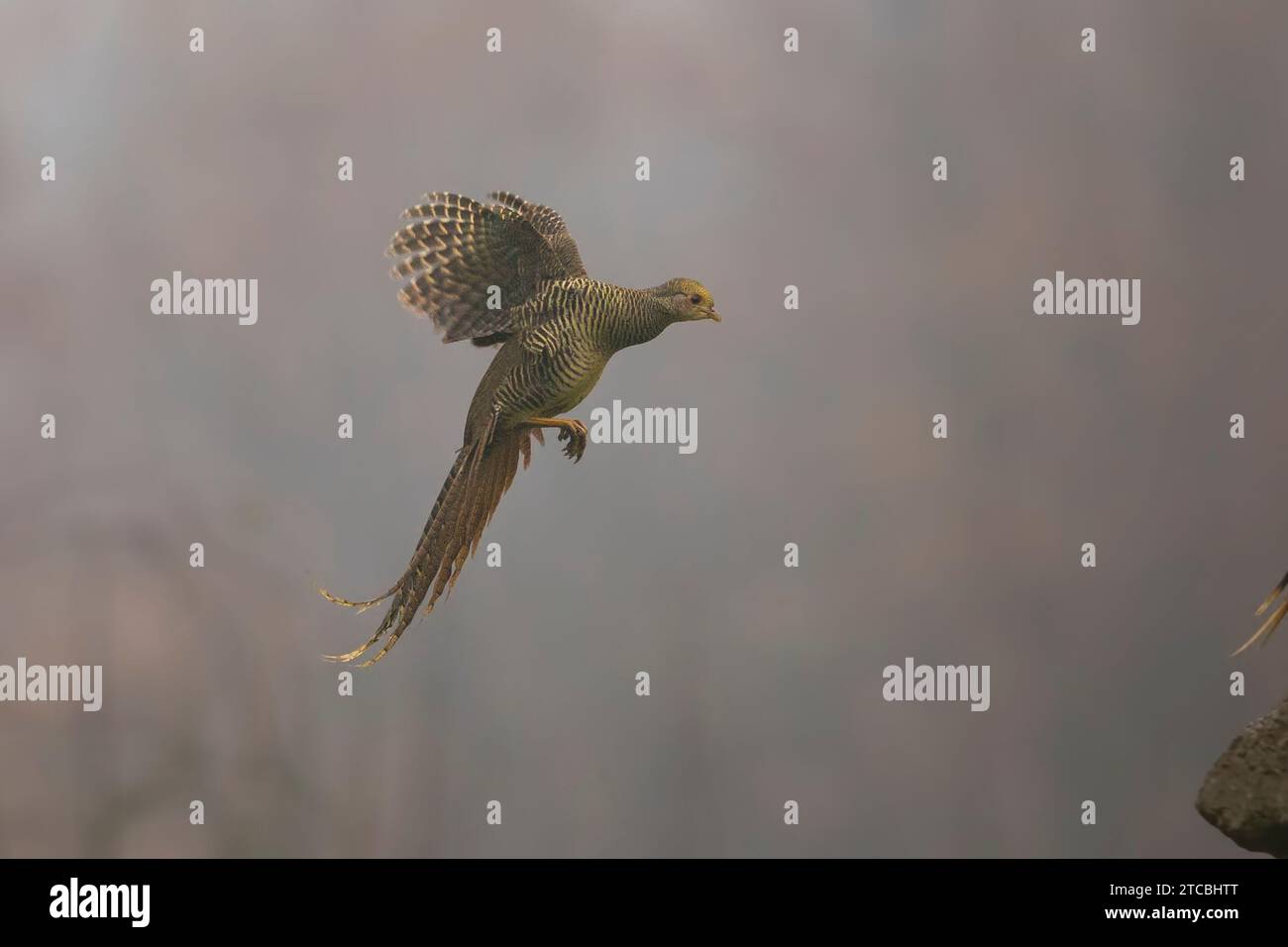 Golden Pheasant - Female in Flight Stock Photo - Alamy