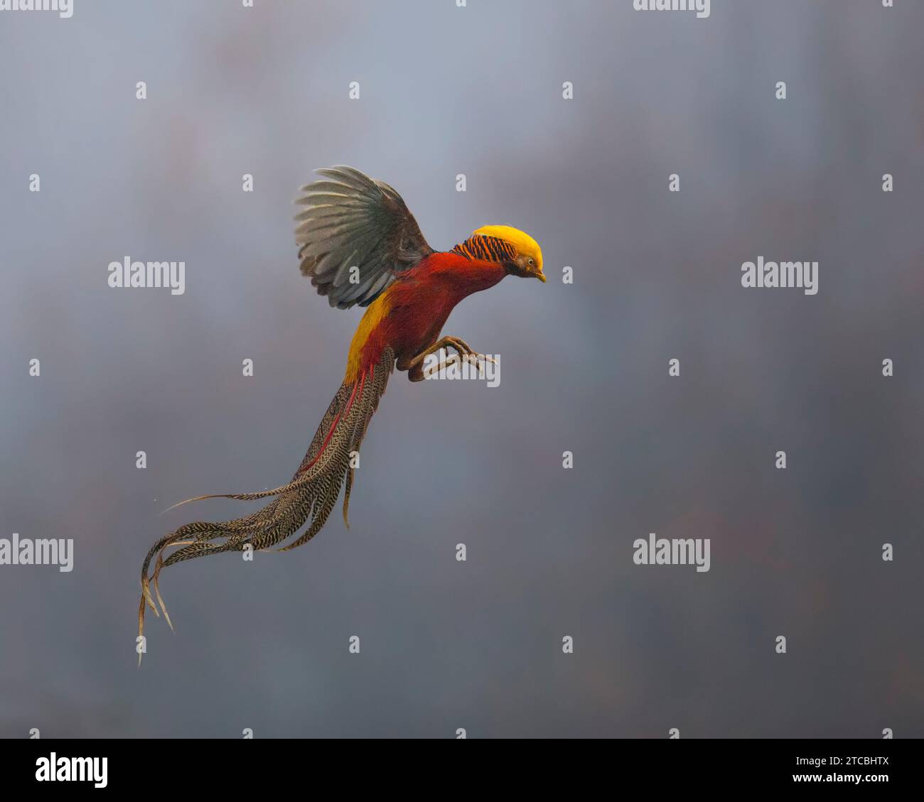 Golden Pheasant - Male in Flight Stock Photo - Alamy