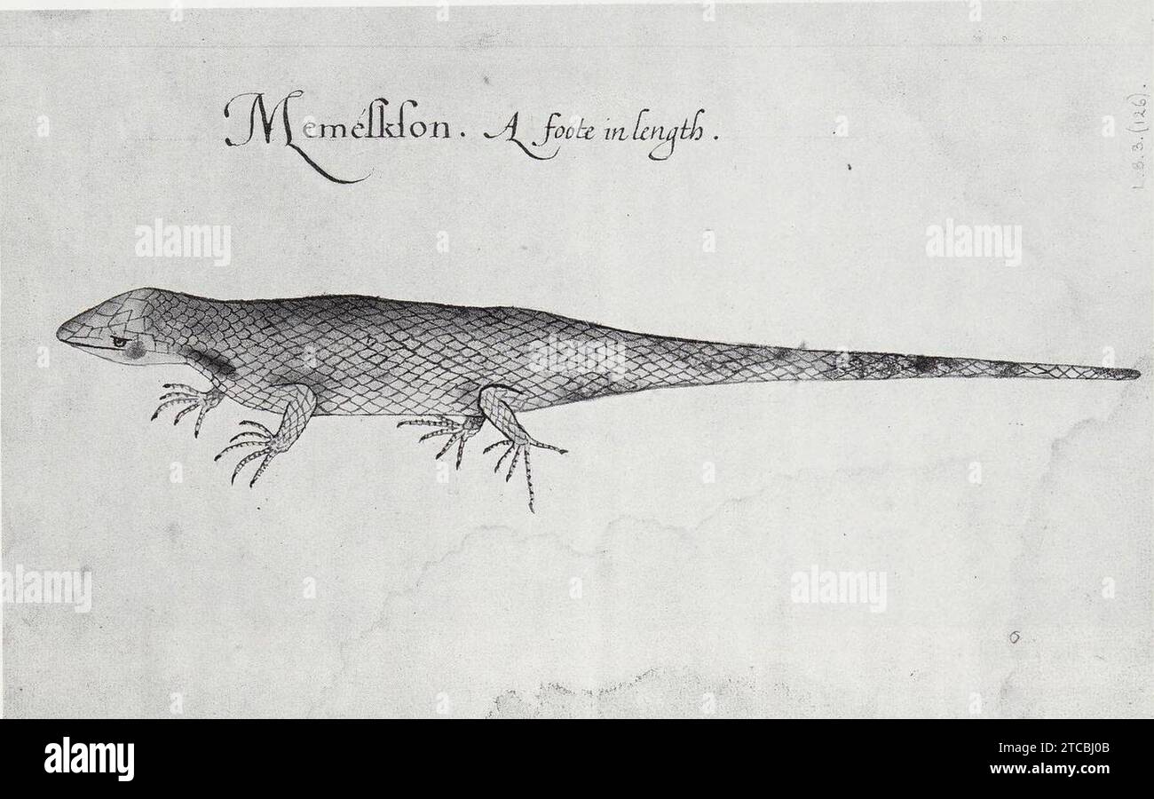 Hulton archive hi-res stock photography and images - Alamy