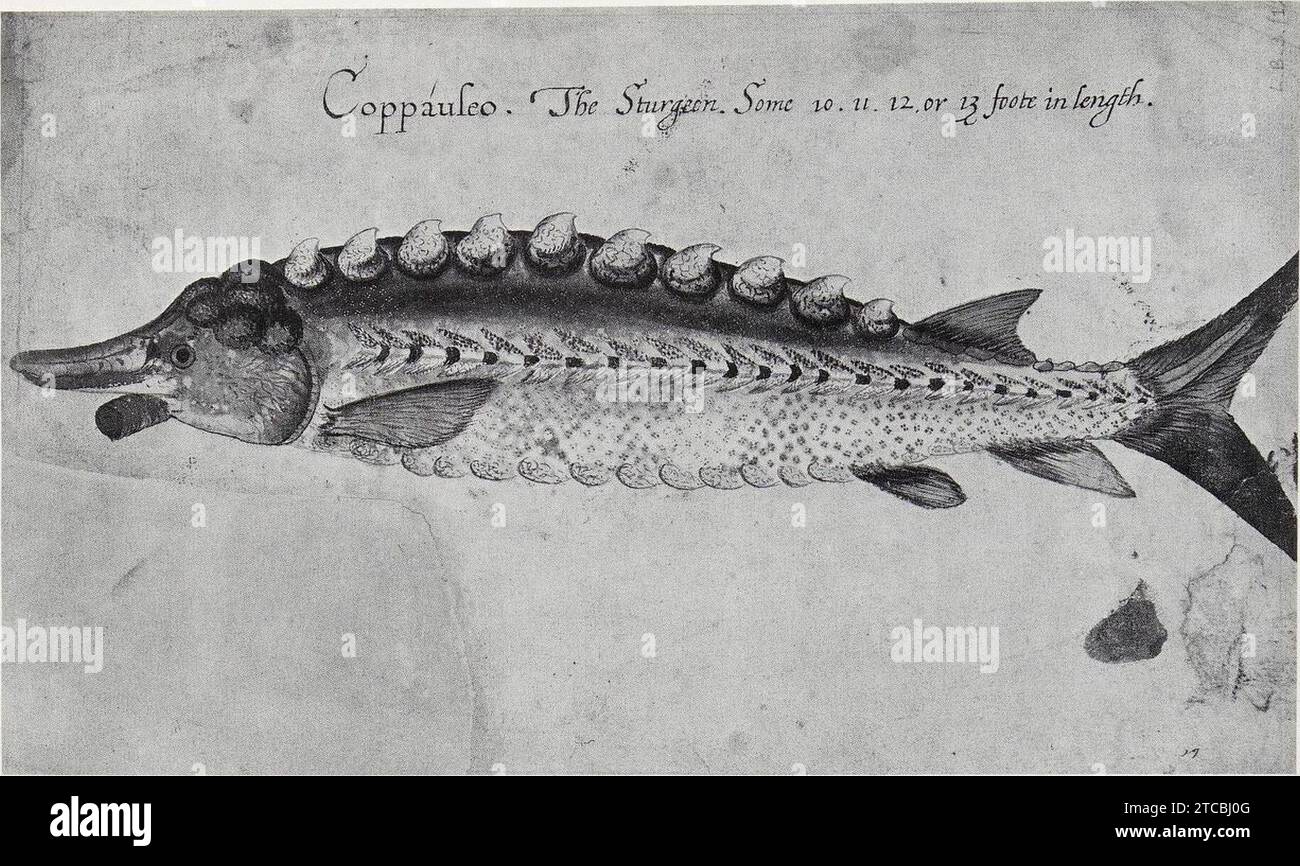 Hulton archive hi-res stock photography and images - Alamy