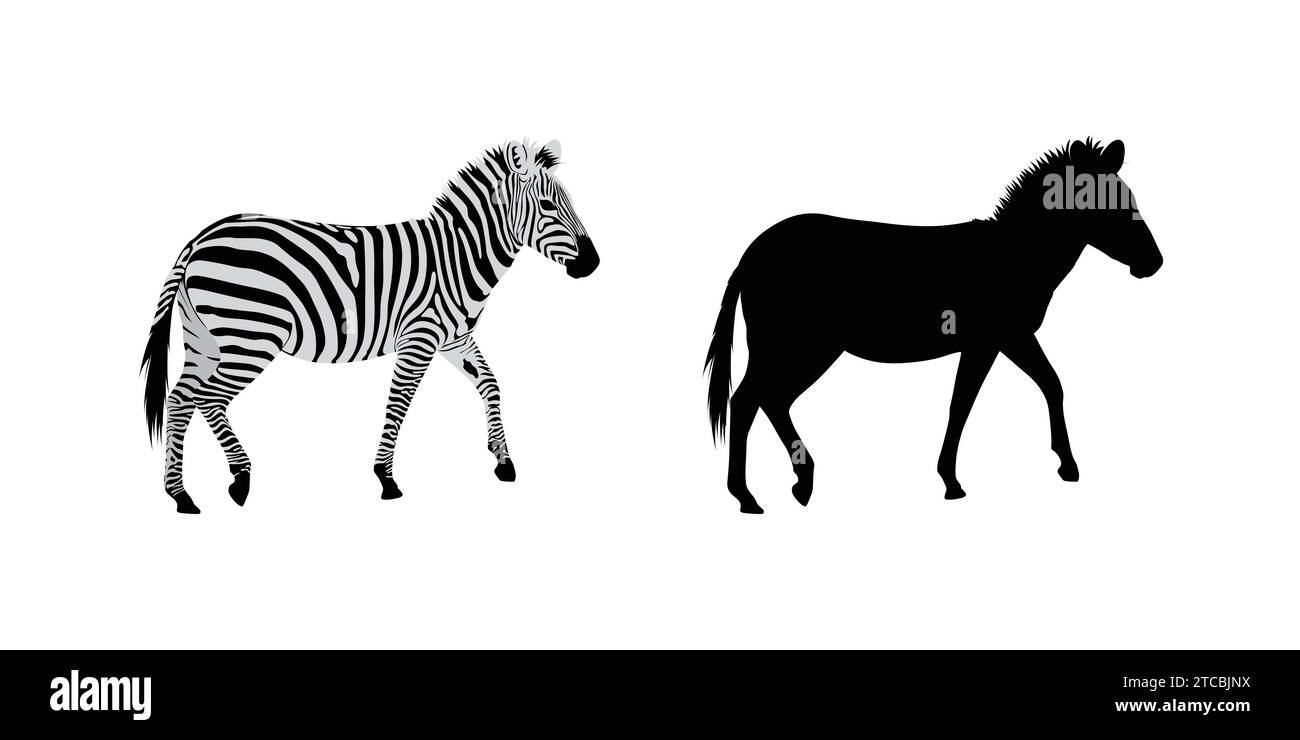 White silhouette zebra horse Stock Vector Images - Alamy