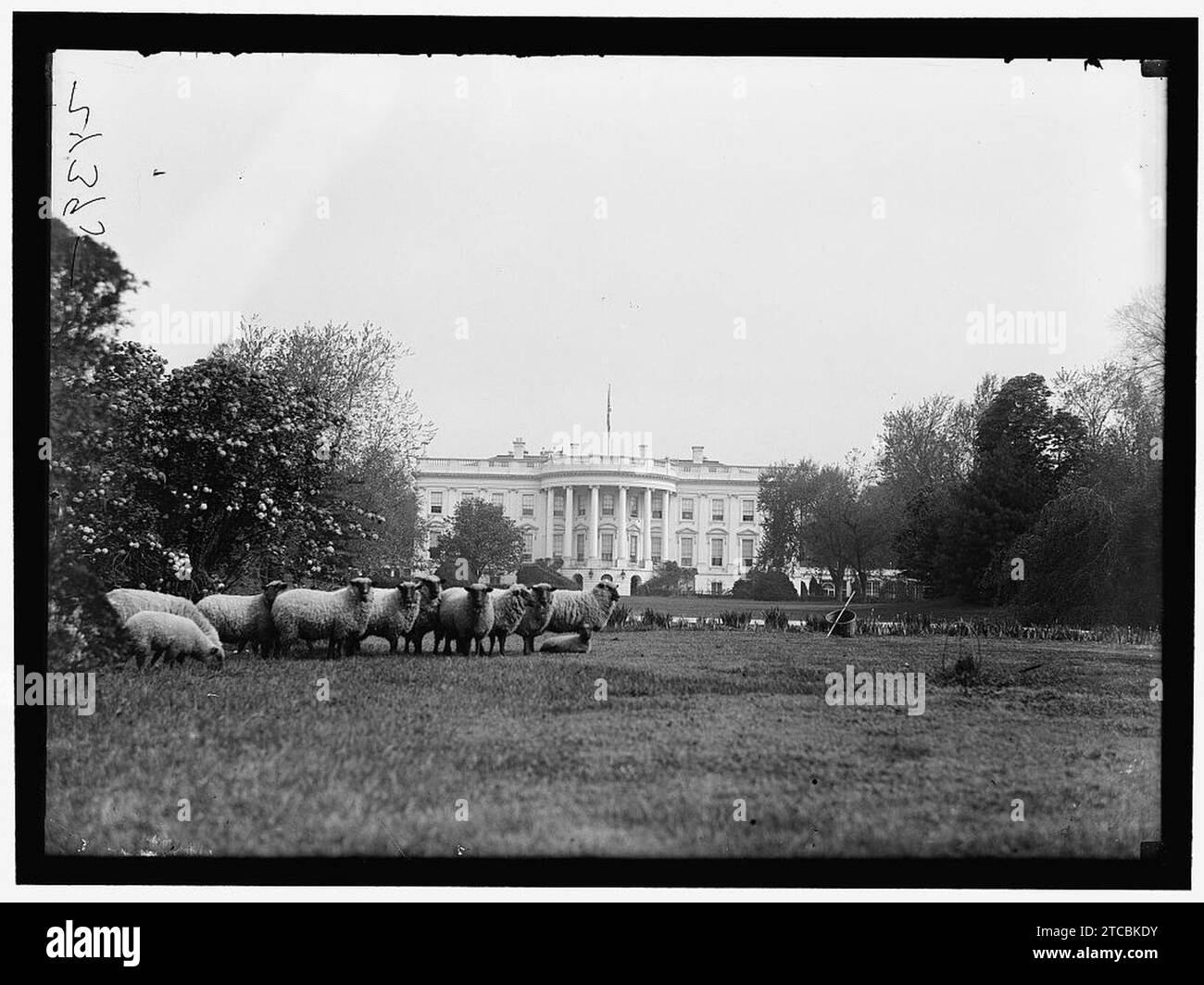 Sheep lawn Black and White Stock Photos & Images - Alamy