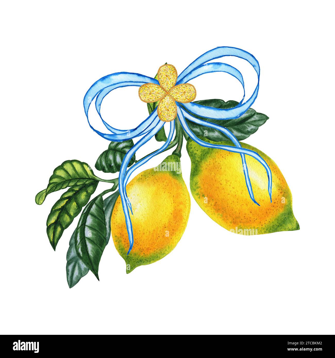 Branch with lemons tied with a blue bow watercolor illustration. Hand ...