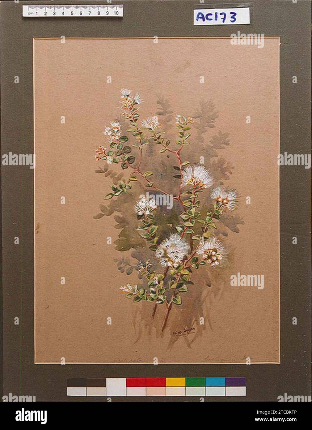 White rata hi-res stock photography and images - Alamy