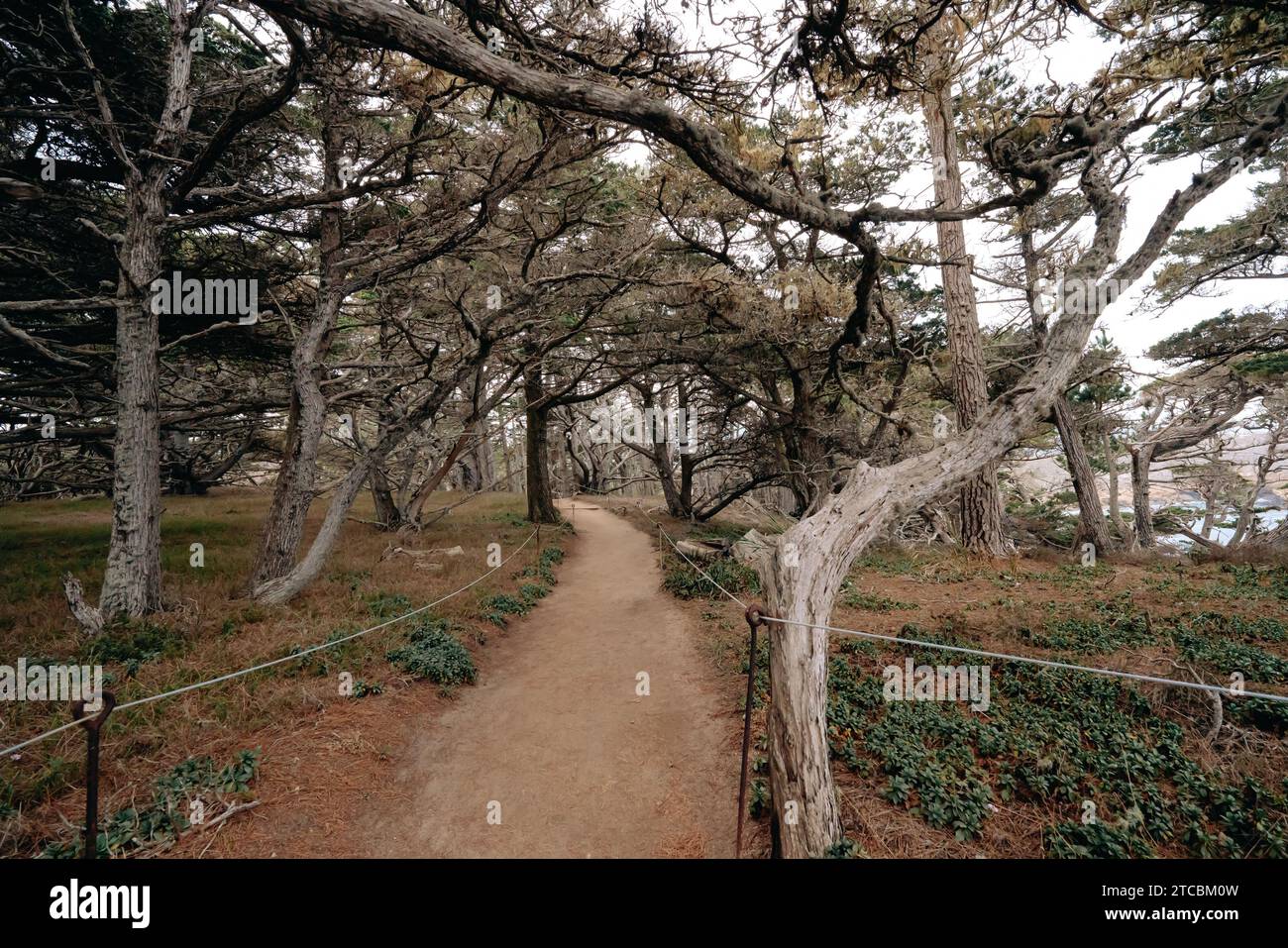 Cypress mountain view point hi-res stock photography and images - Alamy
