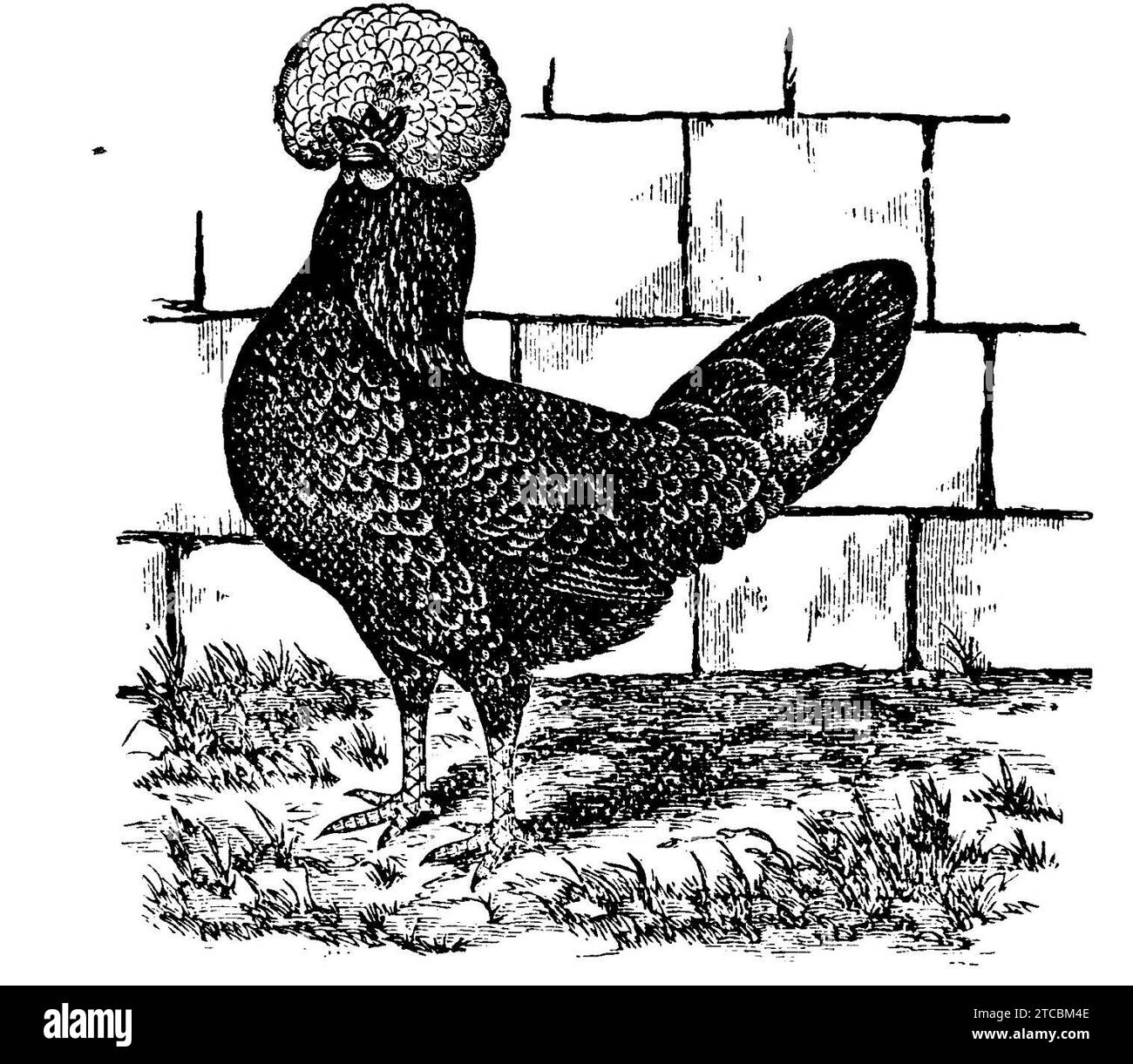 White-crested Black Polish • p424 • Brett's Colonists' Guide 1883 Stock Photo - Alamy