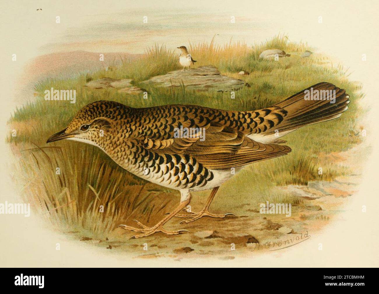 White’s thrush hi-res stock photography and images - Alamy