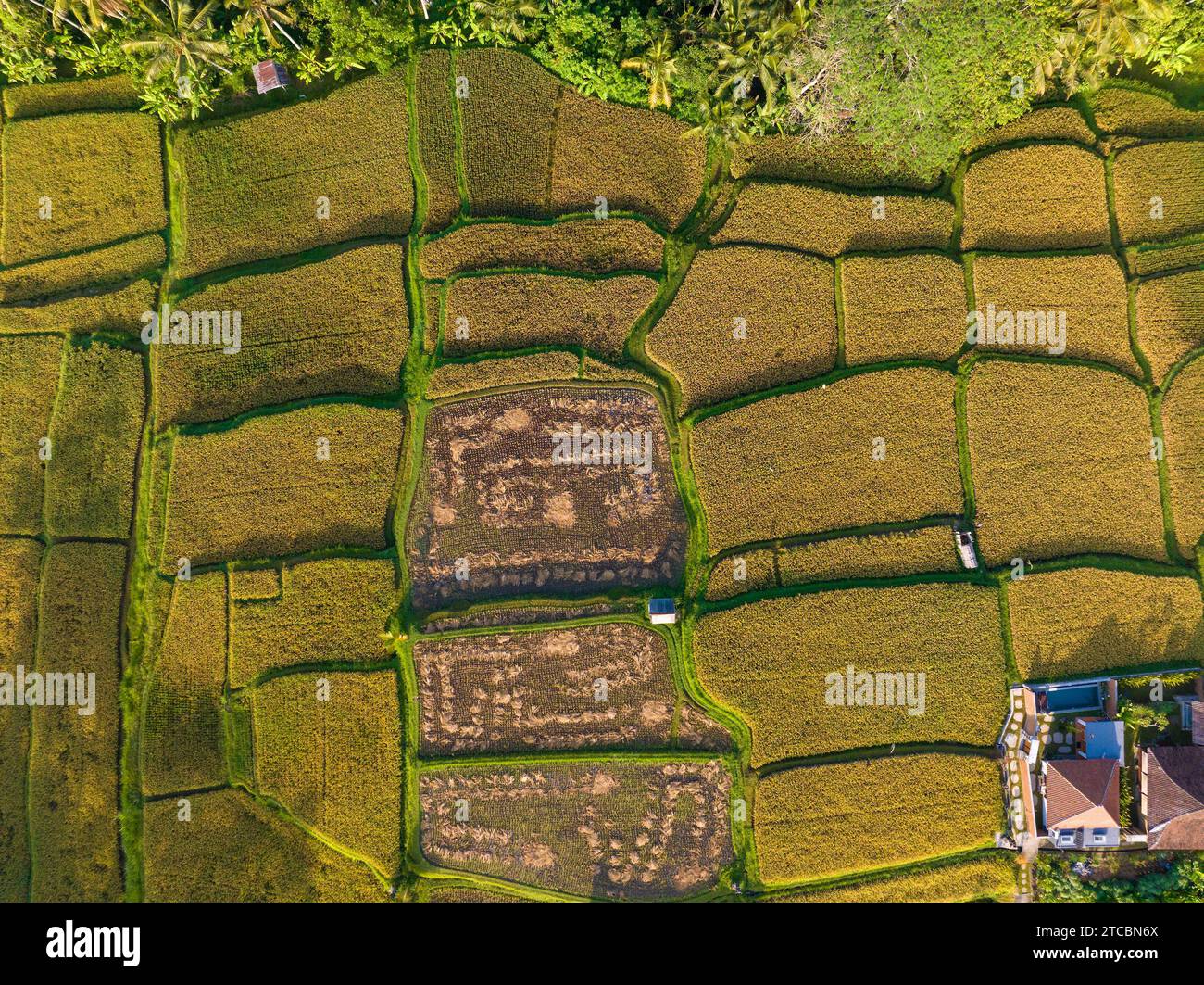 Aerial view of rice fields near Ubud, Bali, Indonesia Stock Photo - Alamy