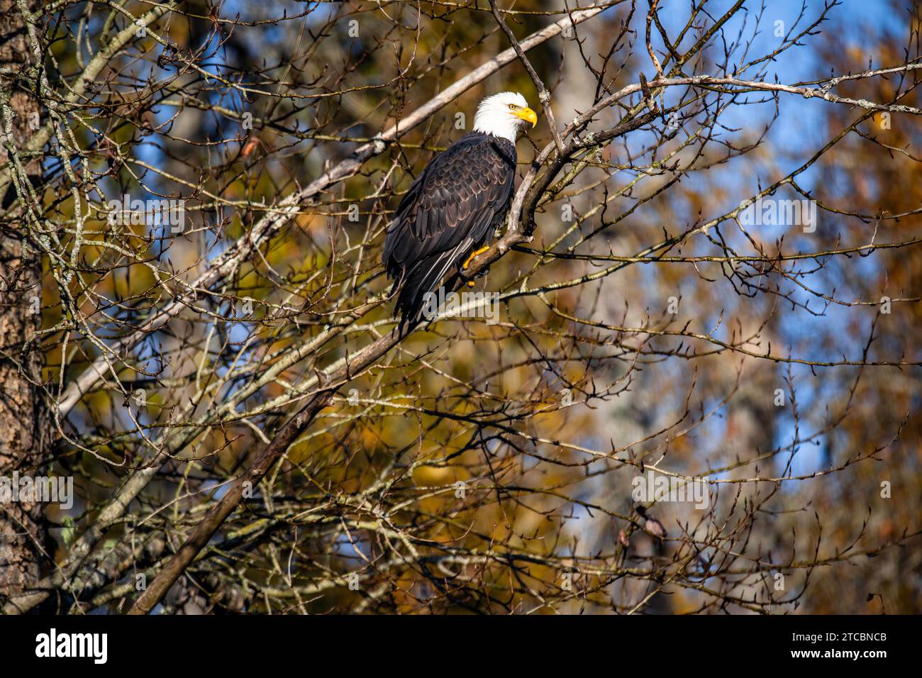 Eagle soaring sun hi-res stock photography and images - Alamy