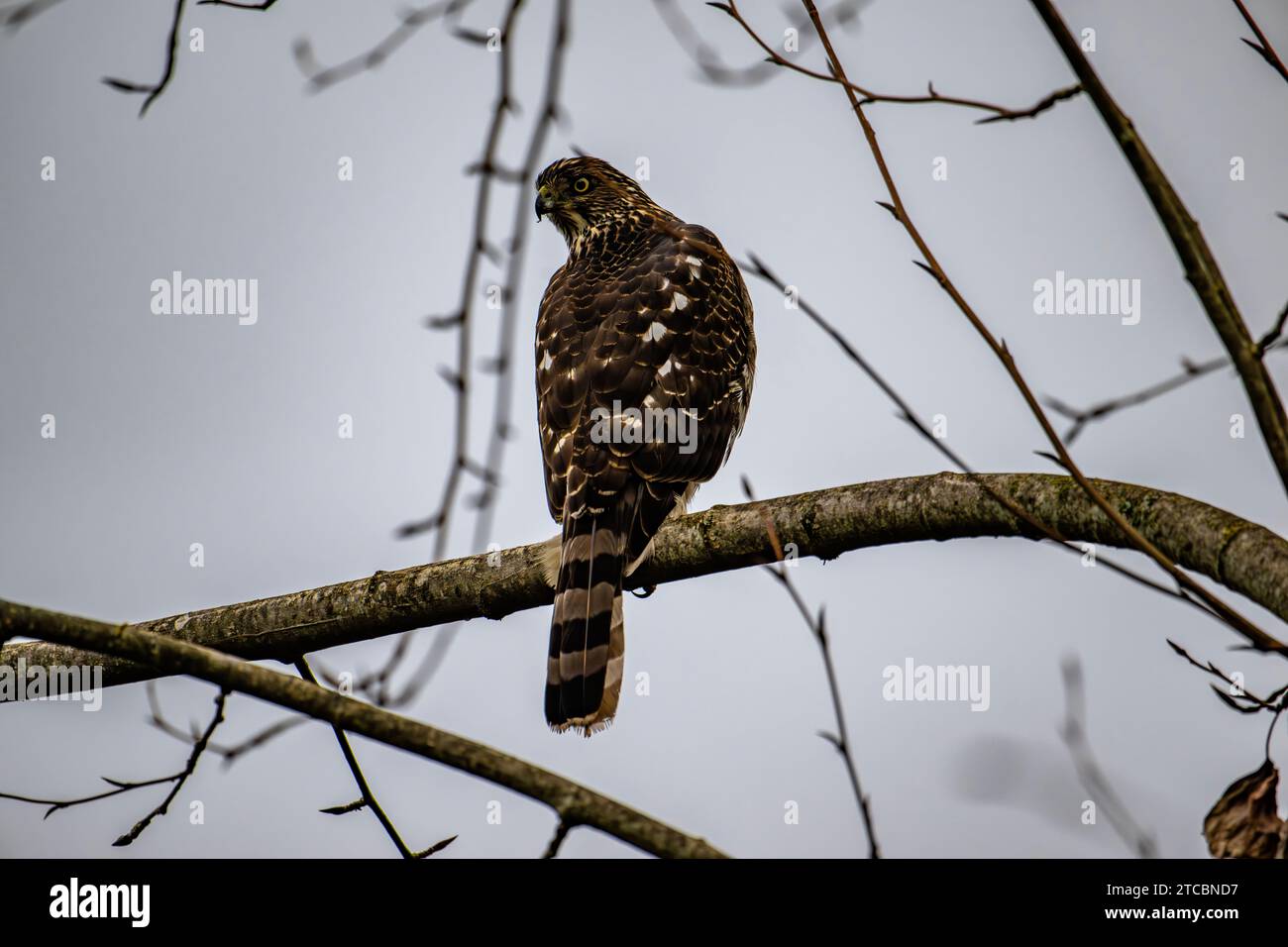 Solitary hawk hi-res stock photography and images - Alamy