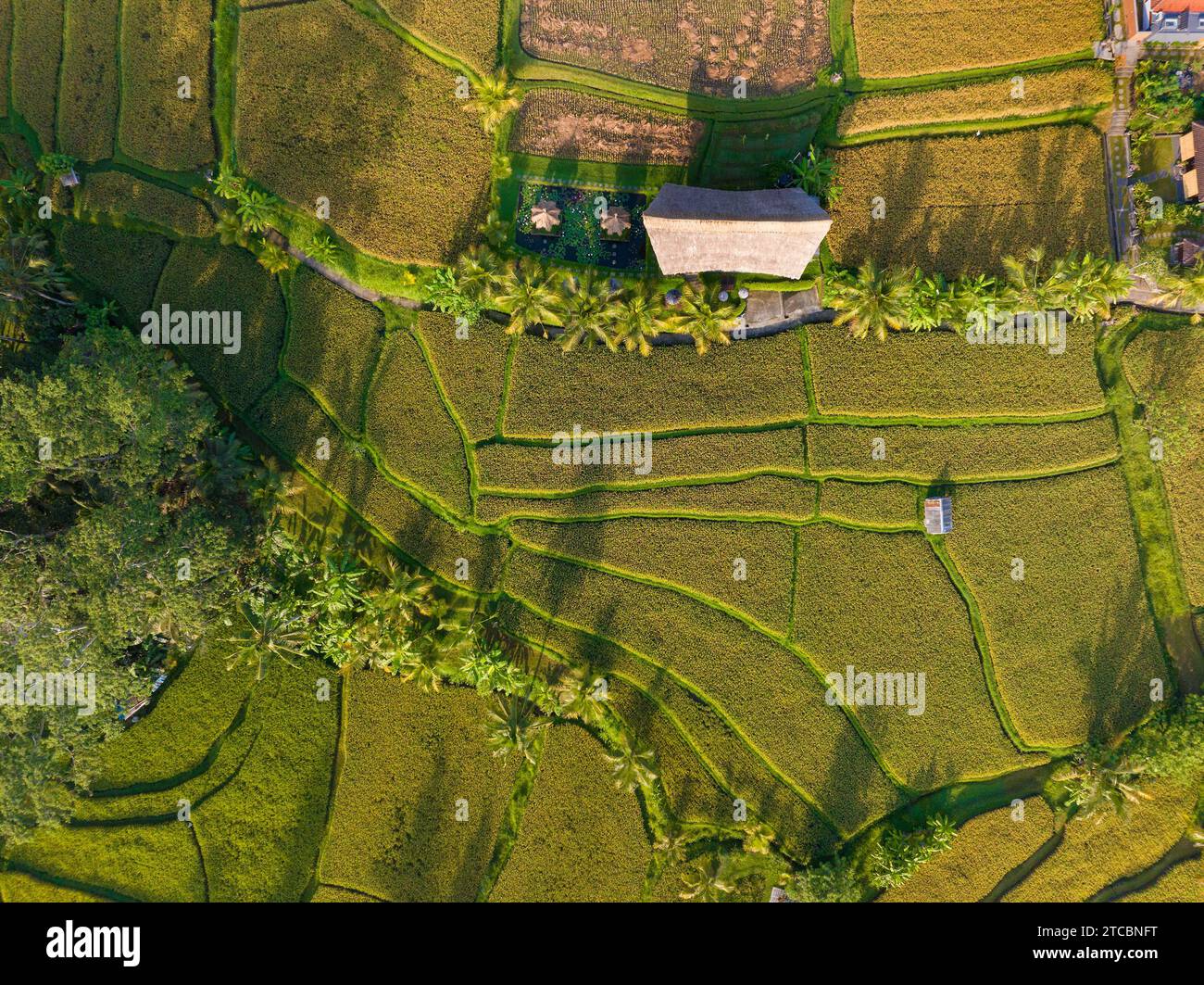 Aerial view of rice fields near Ubud, Bali, Indonesia Stock Photo - Alamy