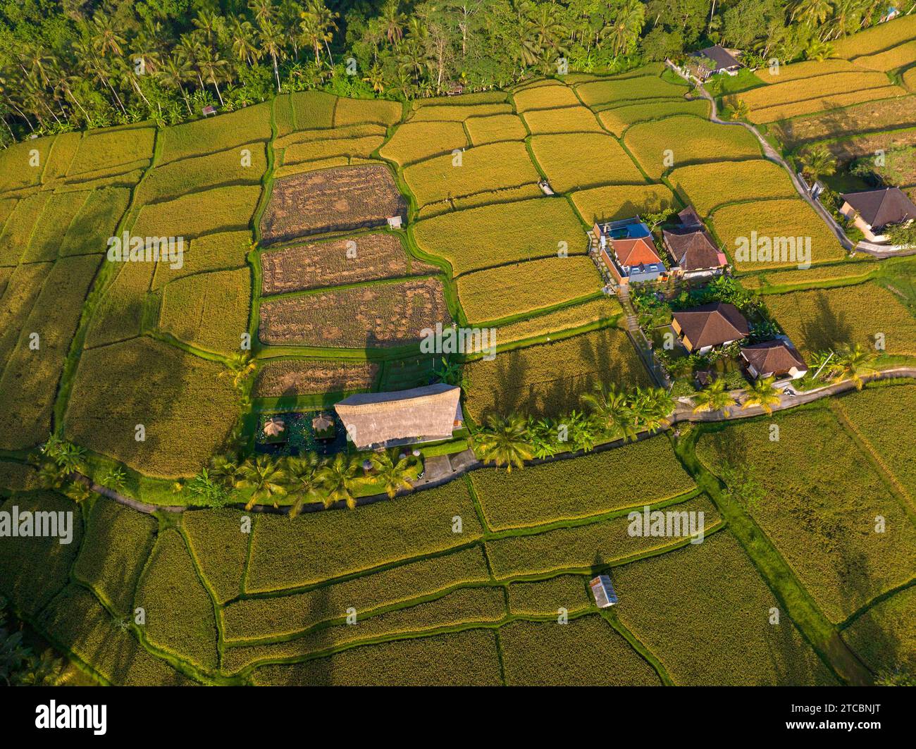 Aerial view of rice fields near Ubud, Bali, Indonesia Stock Photo - Alamy