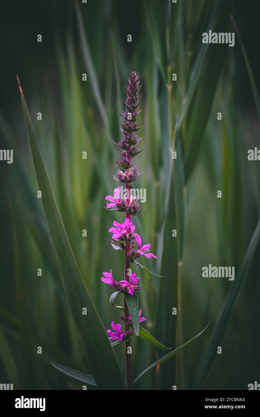 Tall pink flower hi-res stock photography and images - Alamy