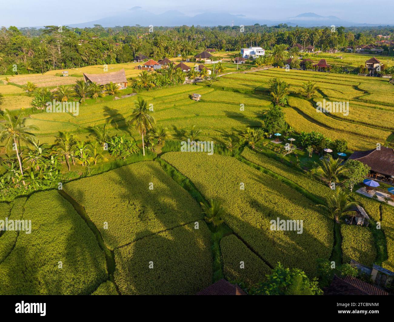 Aerial view of rice fields near Ubud, Bali, Indonesia Stock Photo - Alamy