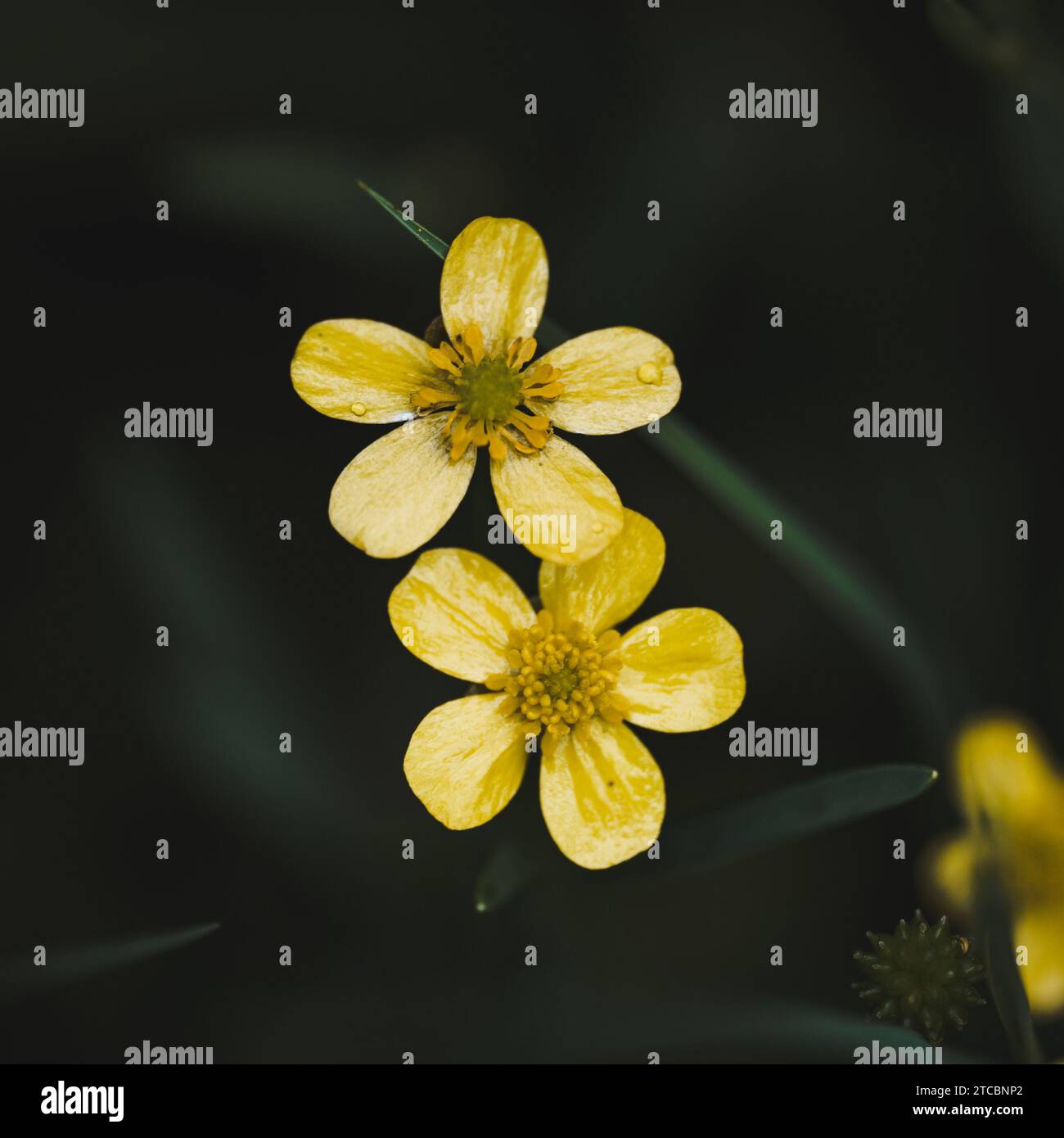 A lush array of yellow Ranunculus cortusifoliaflowers against a dark ...